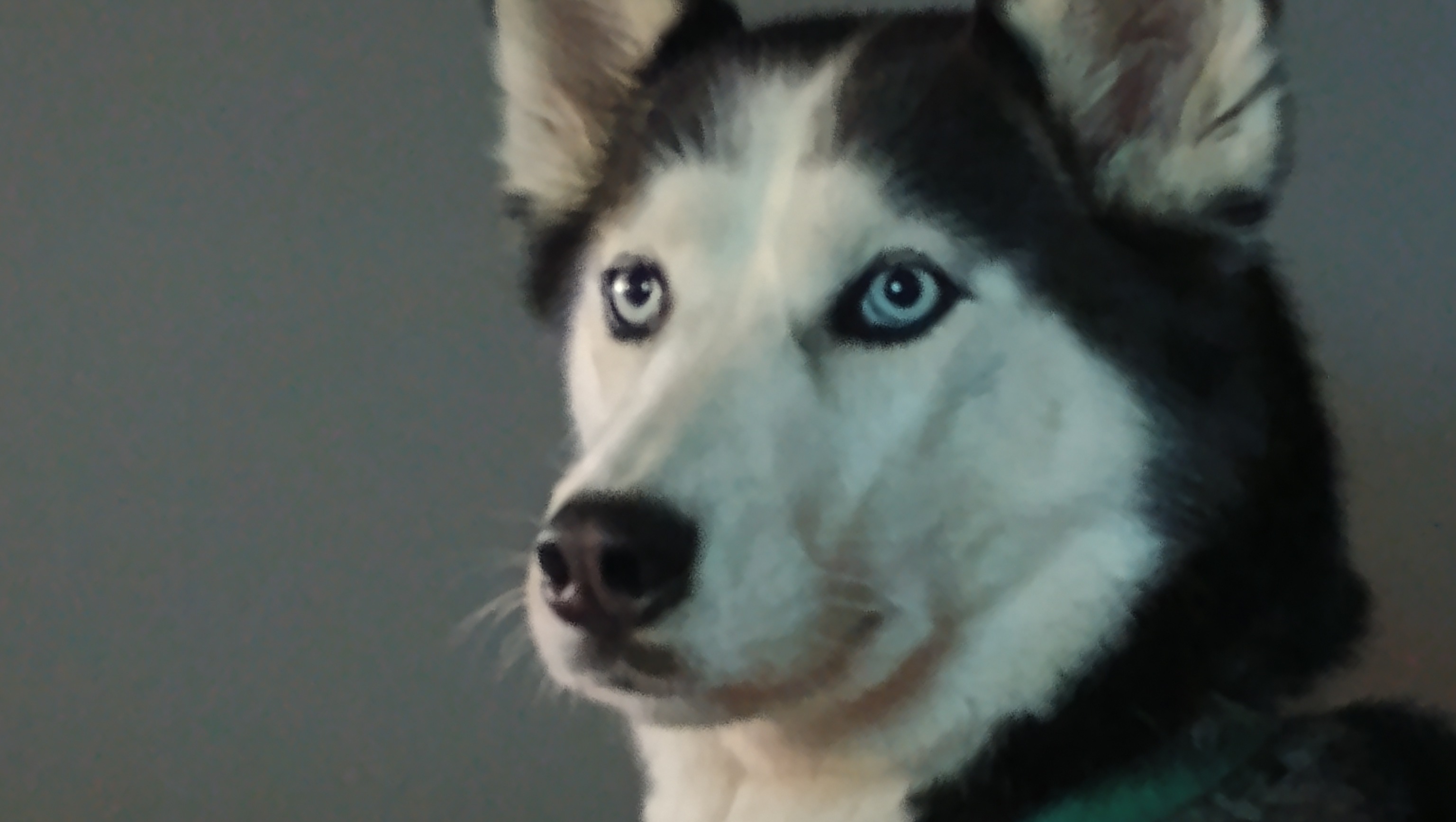 Fundraiser by Tara Nagy : Help with Xena's surgery