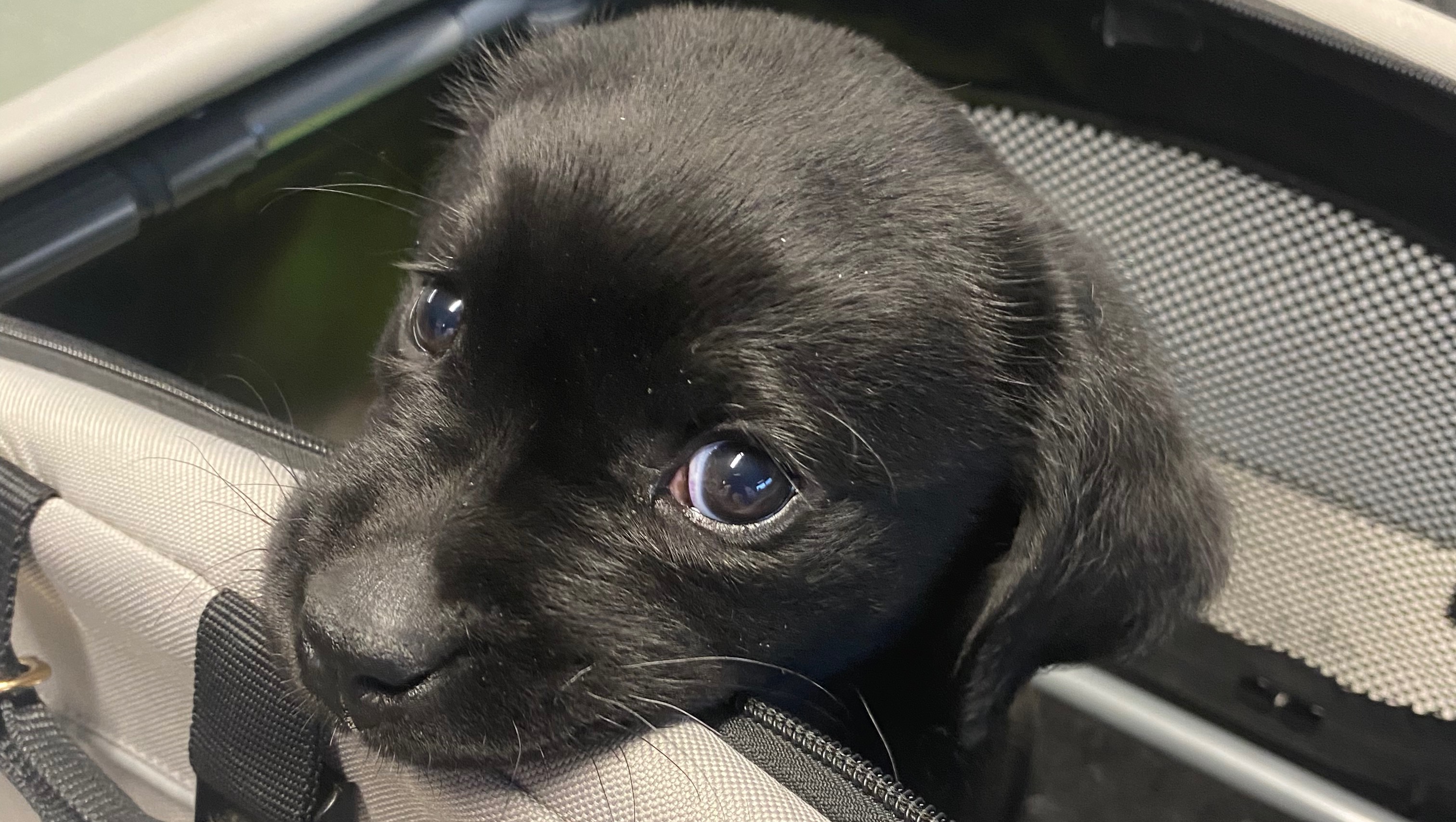 Fundraiser by Nicole Marcil : Nugget’s PRAA Surgery