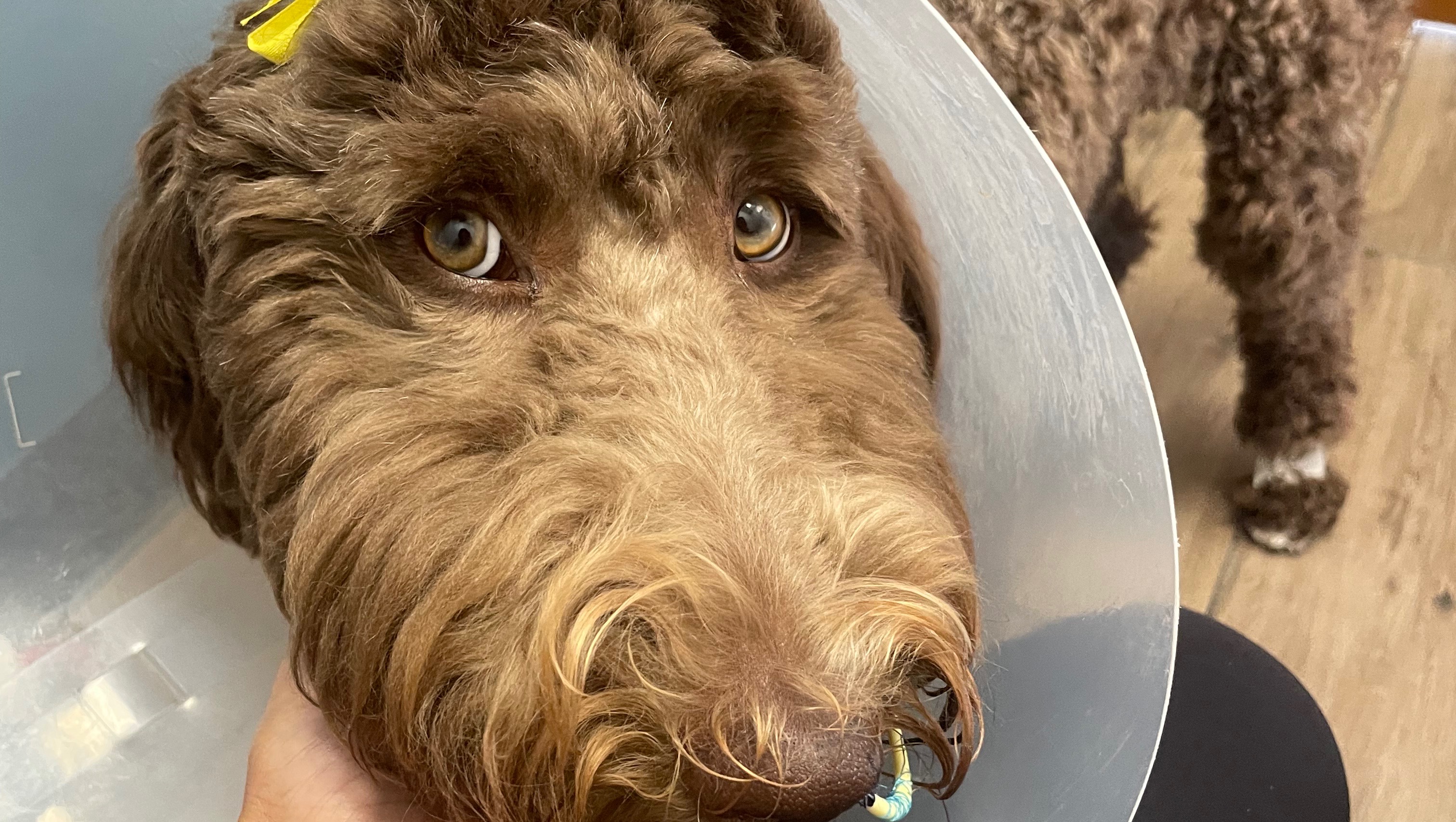 Fundraiser for Alma Mendez by Danalynn Regalado : Harley’s veterinary costs