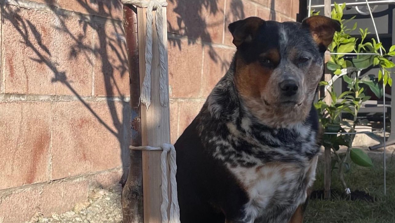 Fundraiser by Michael Farmer : Rylee ACL Surgey