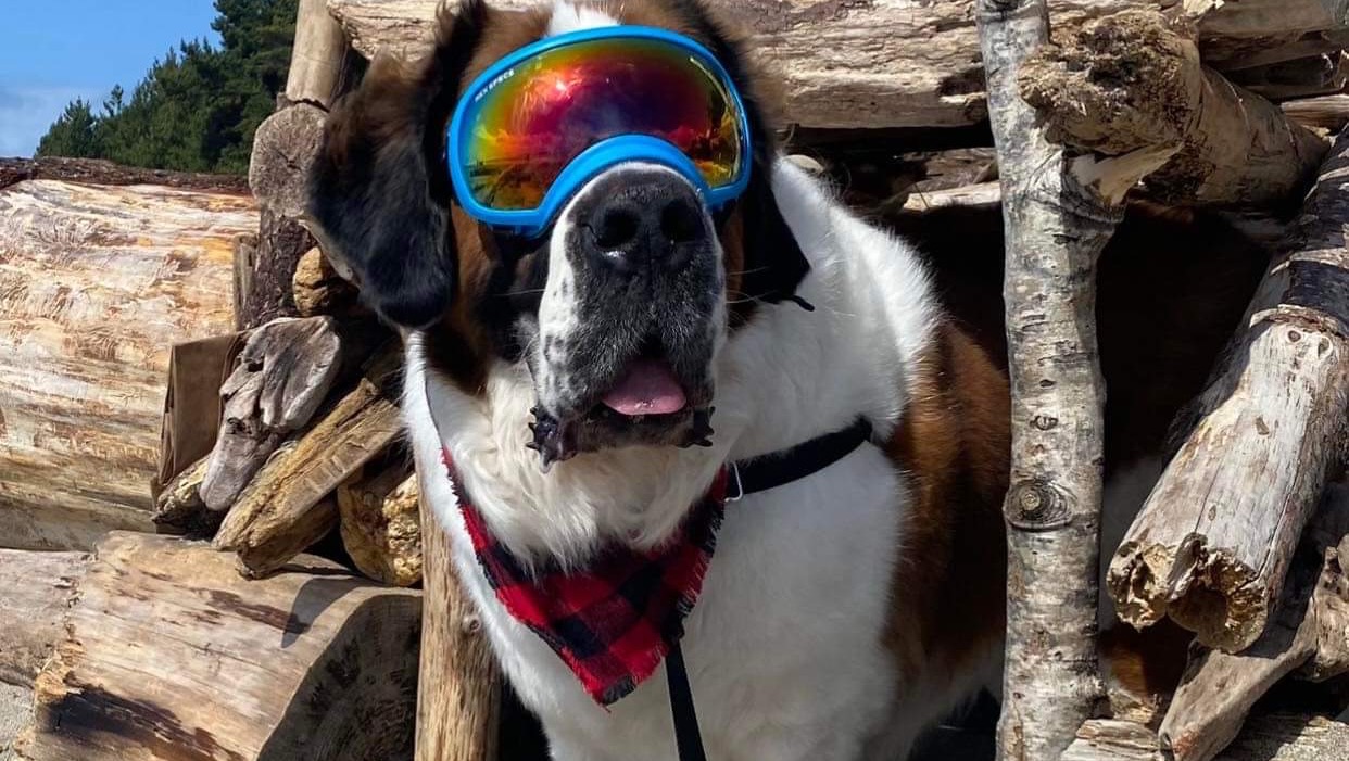 Fundraiser for Heather Matlock by Kim Grewe-Powell : Save Monti!