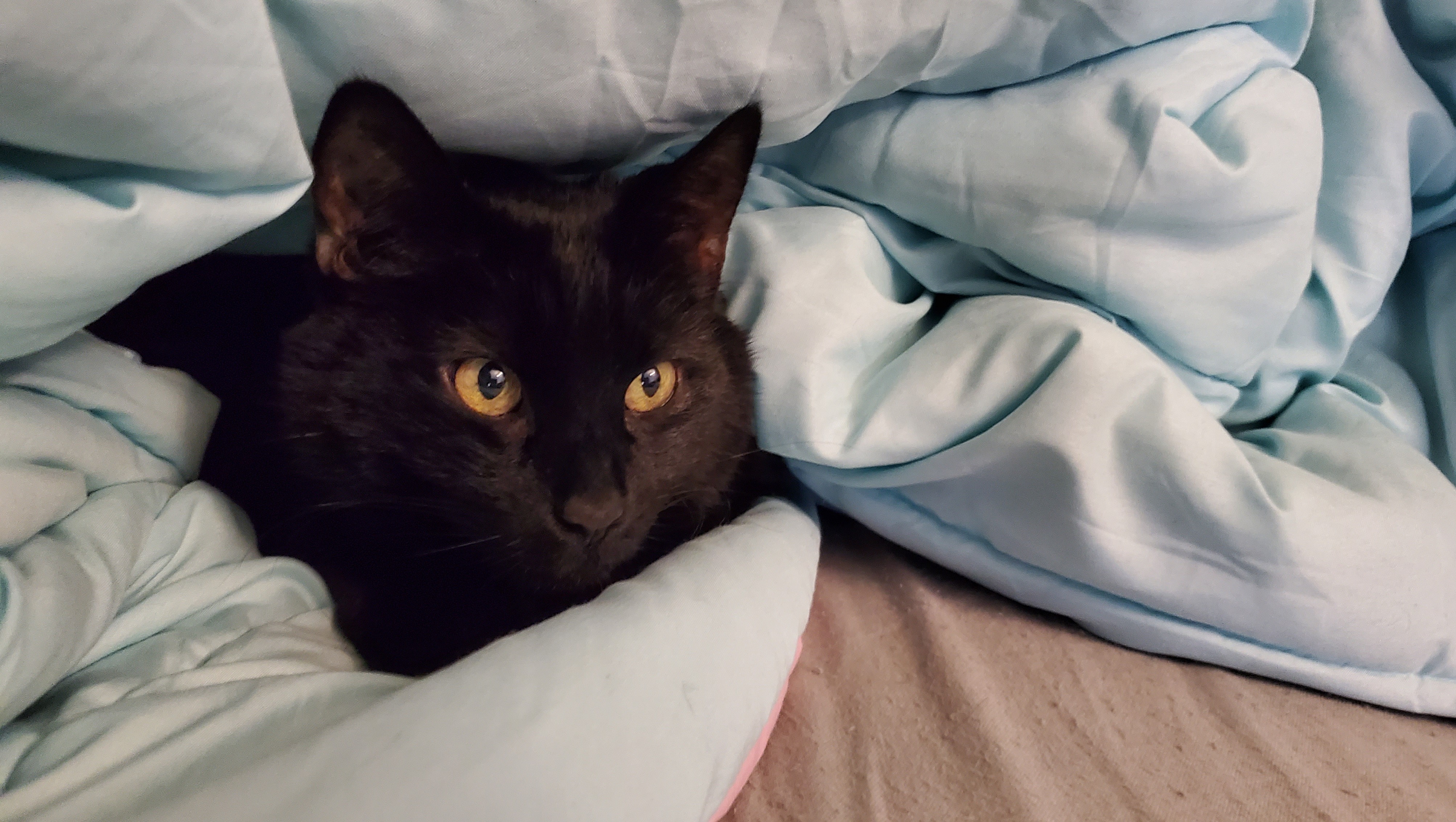 Fundraiser by Erik Cyree : Anything helps