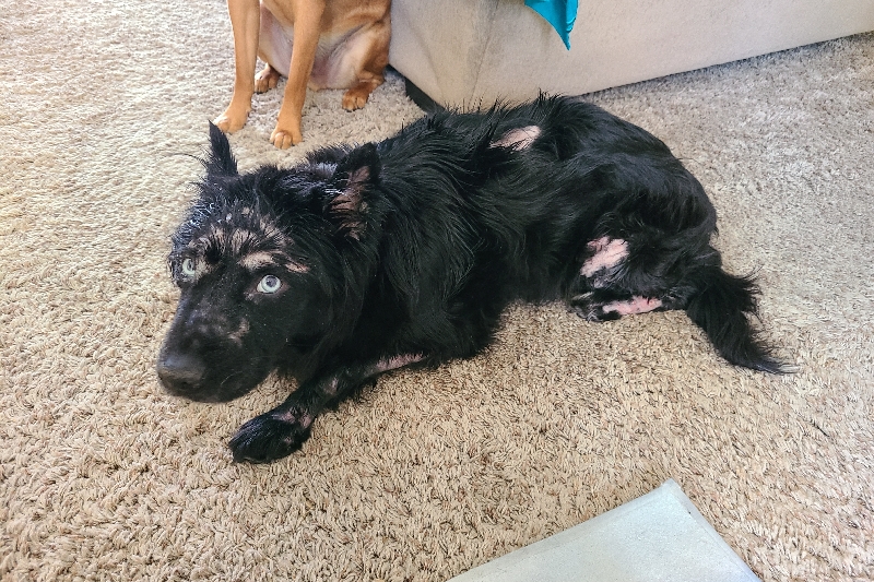 Fundraiser for Lori Wiley by Justin Wright : Please, Bella and I need ...