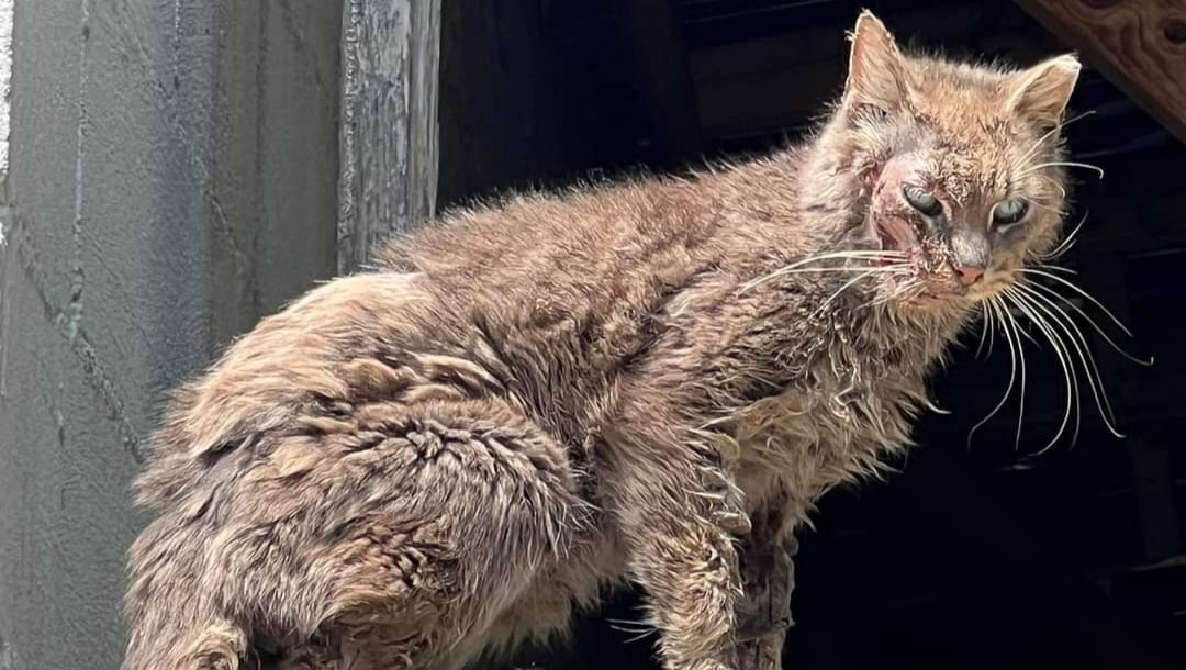 Fundraiser for Luisa Colon by Laurel DiGianni : Help the Kensington Kitty