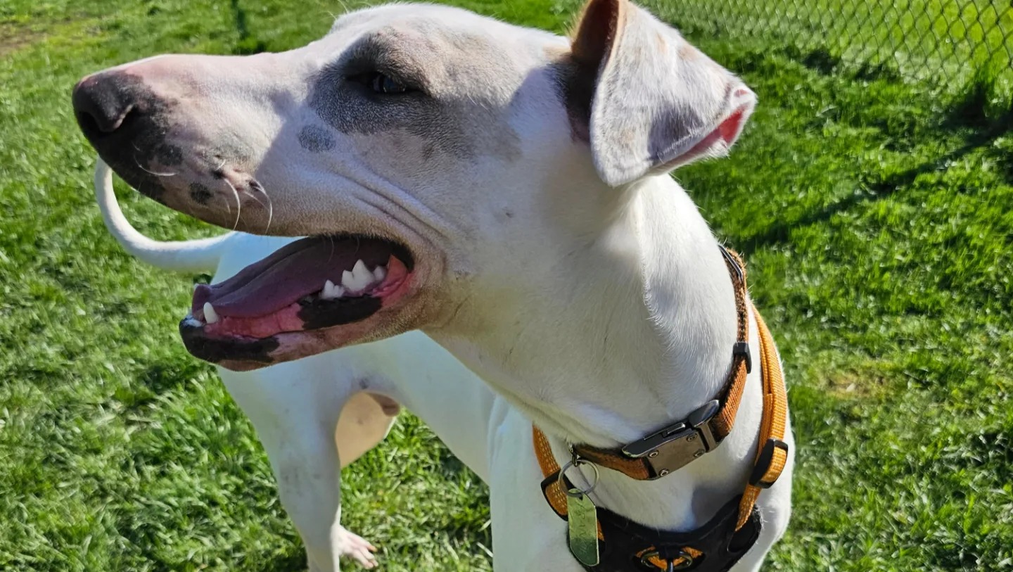 Fundraiser for Jesse Smith by Megan Merriman : Frank's Emergency Vet Bill