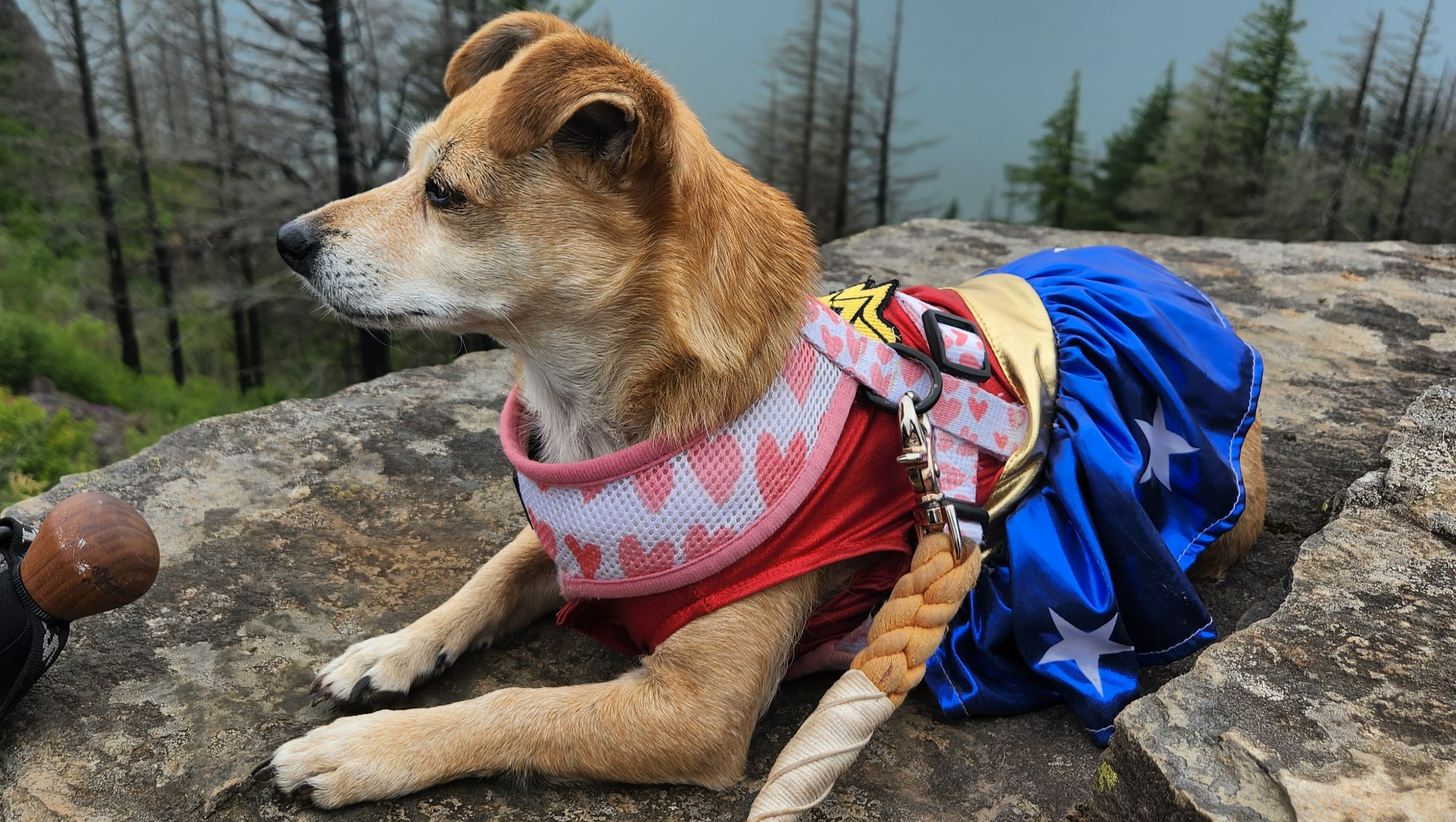 Fundraiser by Felicia Wheeler : Felicia and Lola Medical Costs