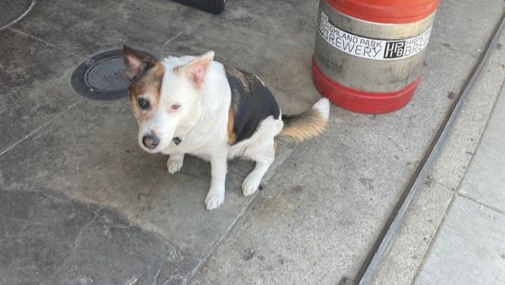 Fundraiser for Sandy Harrison by clayton garland : Basil medical needs