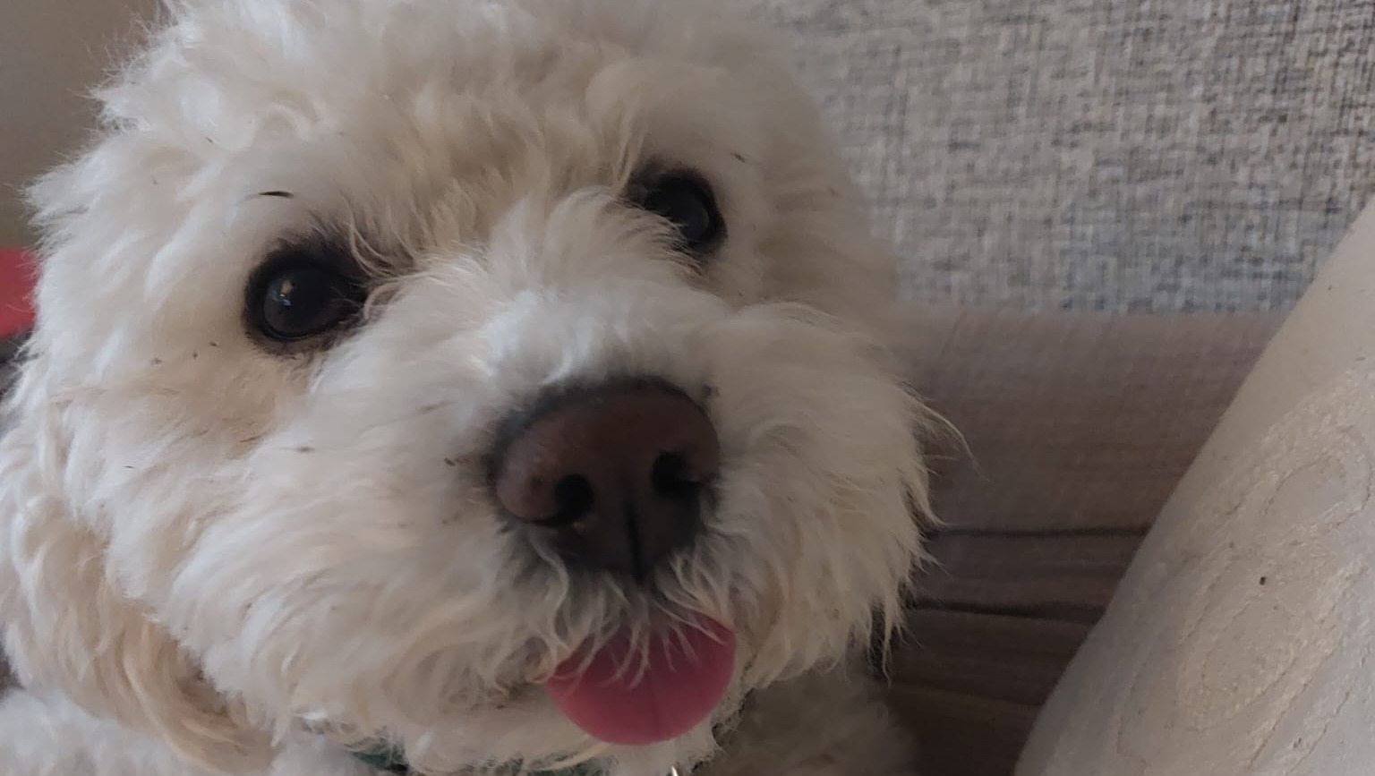 Fundraiser by Teresa Underwood : Teddy's ear operation