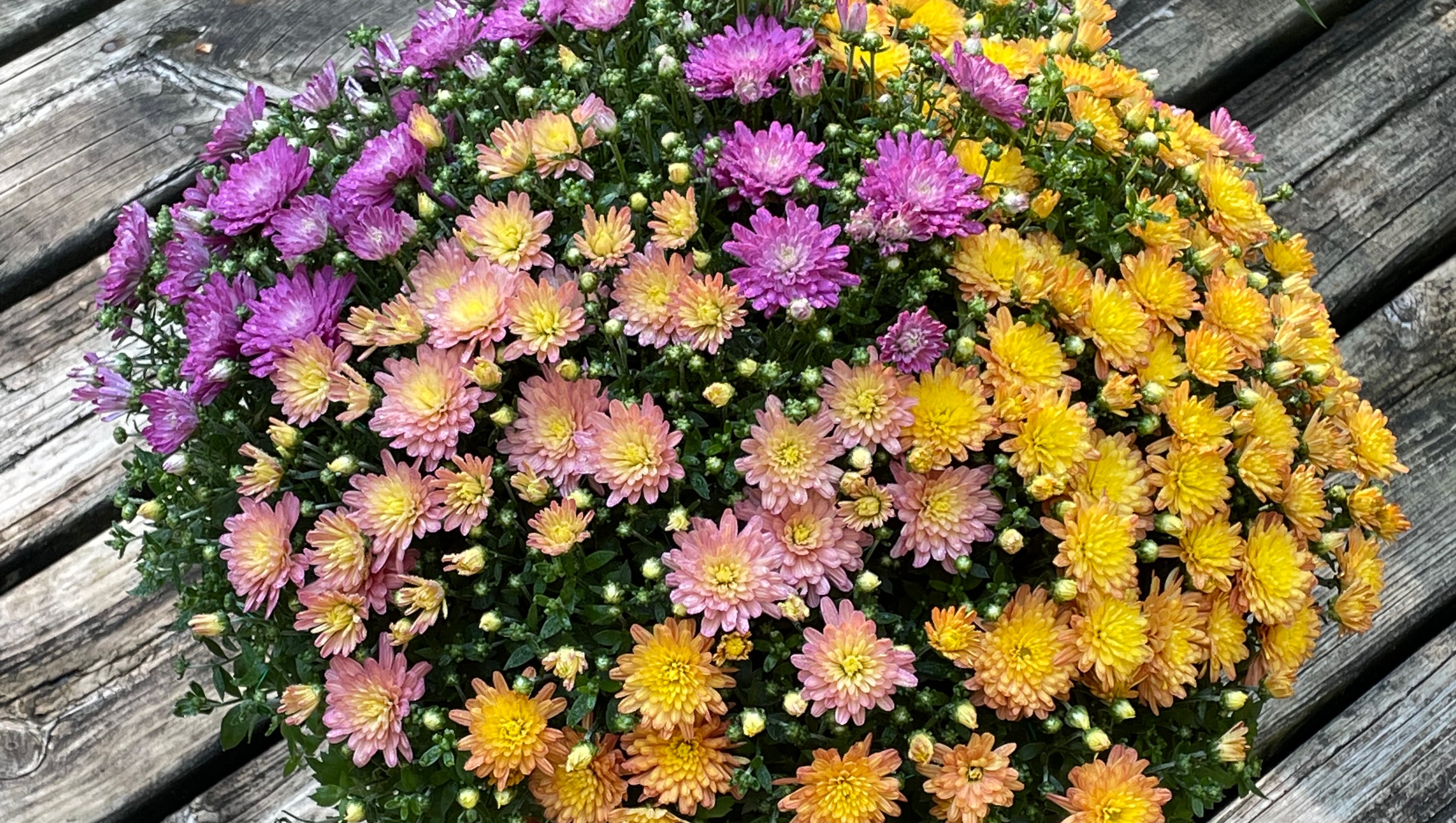 Fundraiser for Richard Root by Shannon Schaudt : Richard & Tracy Root