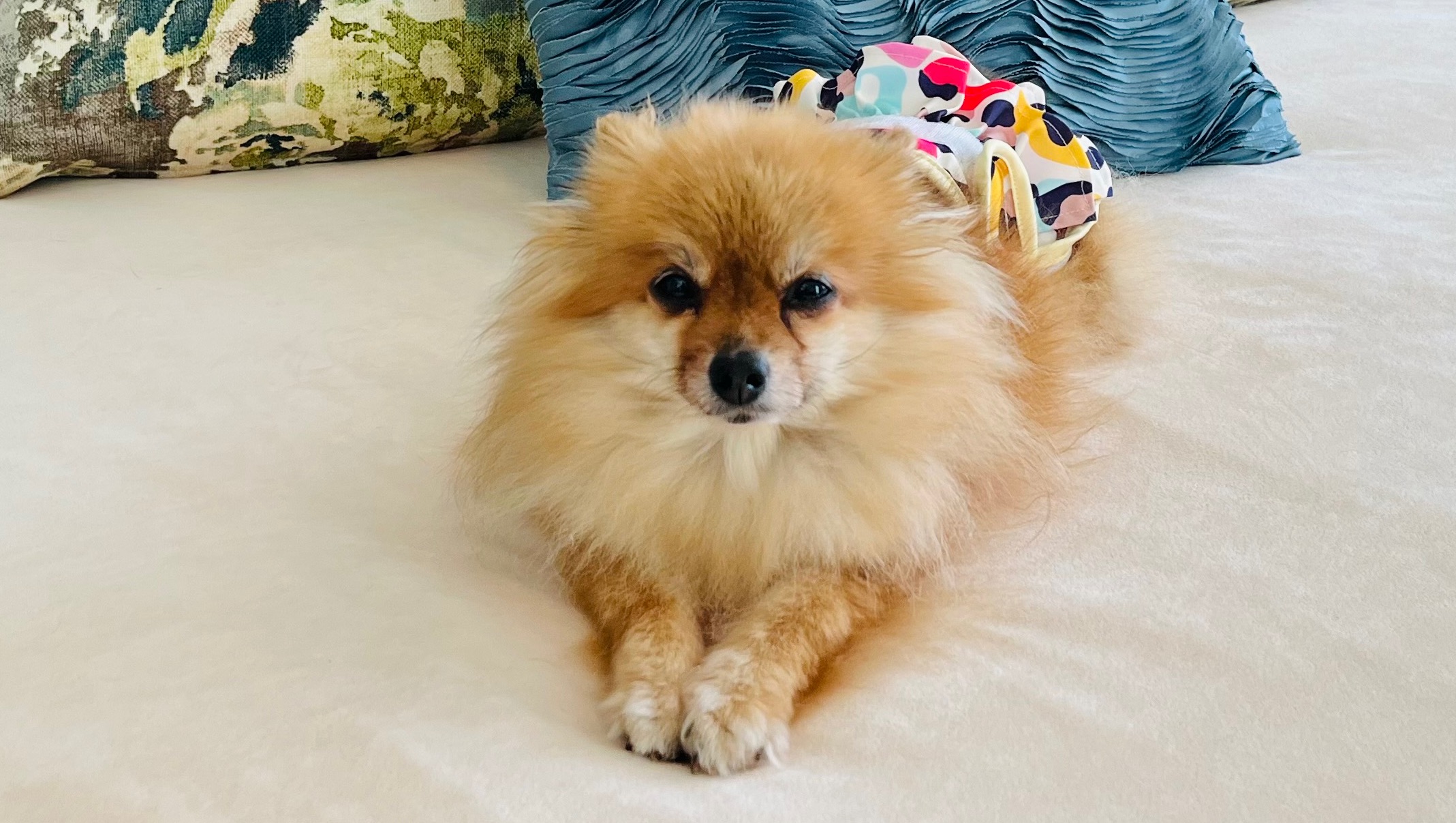 Fundraiser by Angelina Corroo : Penelope tumor removal