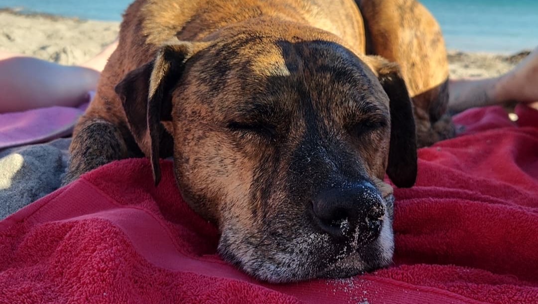 Fundraiser by Jennifer Aslett : Help Save Django