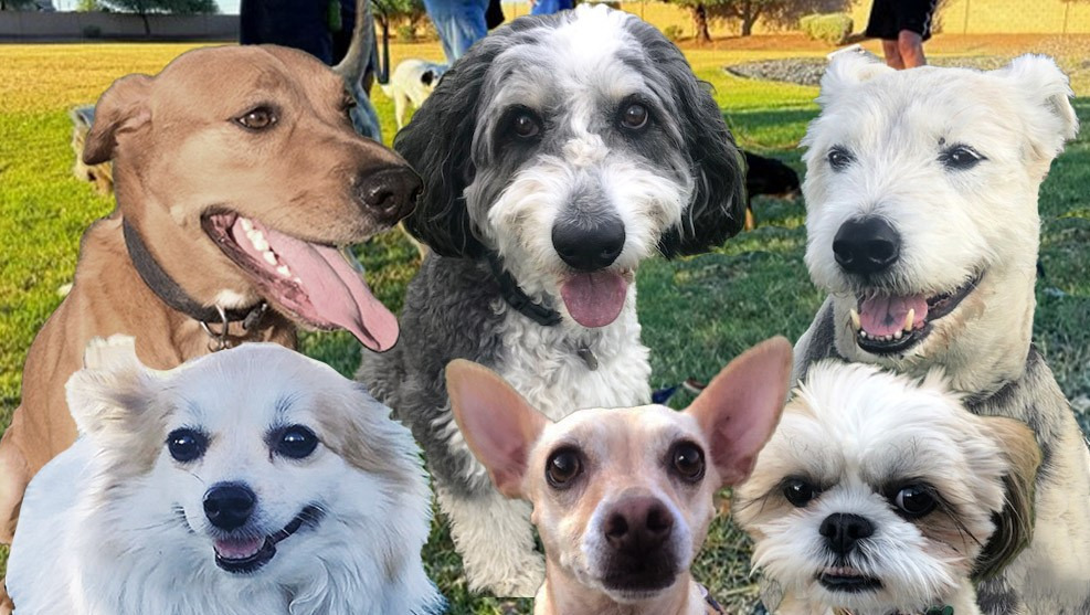 Fundraiser by Village Rovers Dog Club : SVE Village Rovers Dog Park