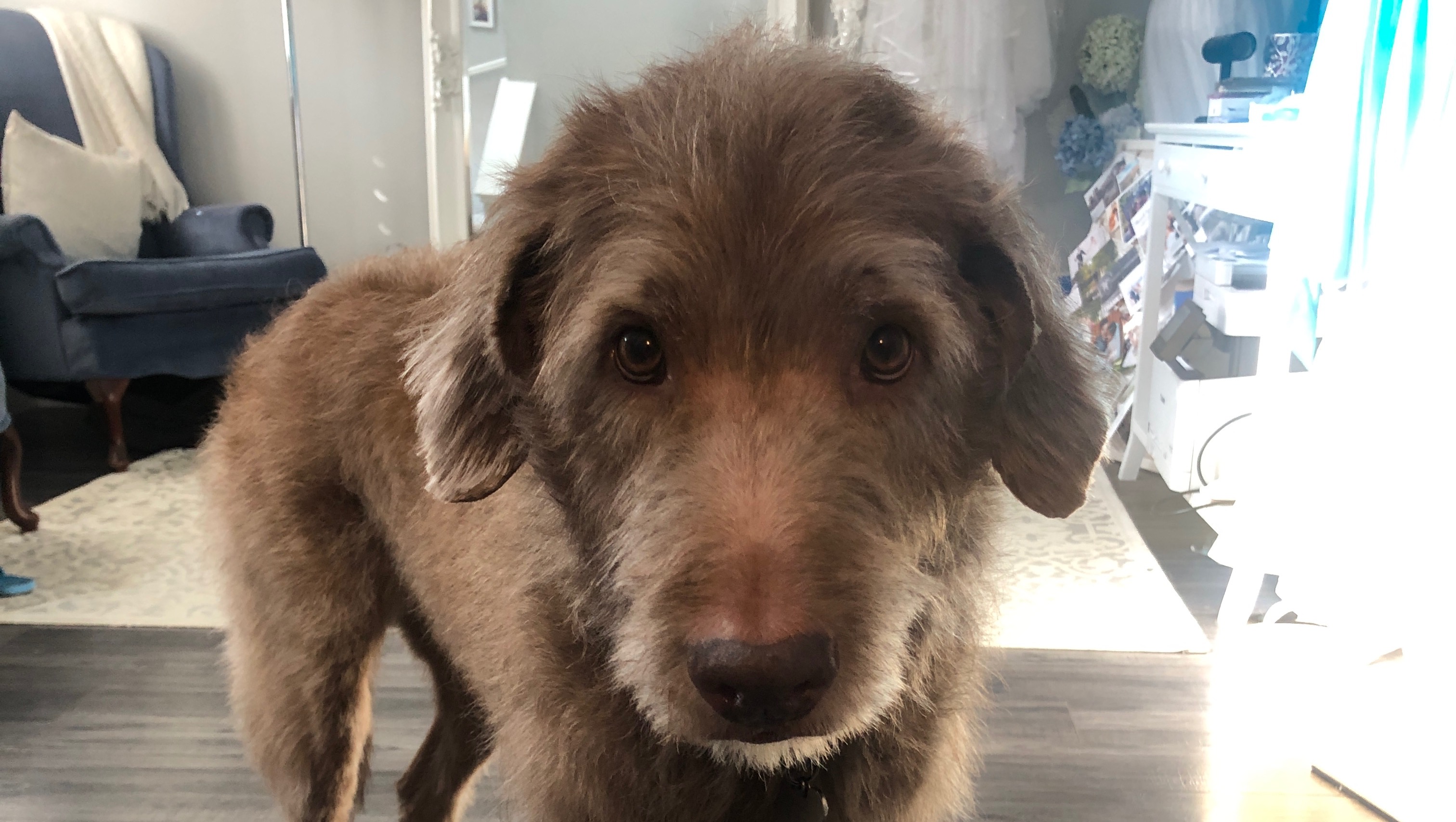 Fundraiser by Patsy Yu : Chester needs this second chance!