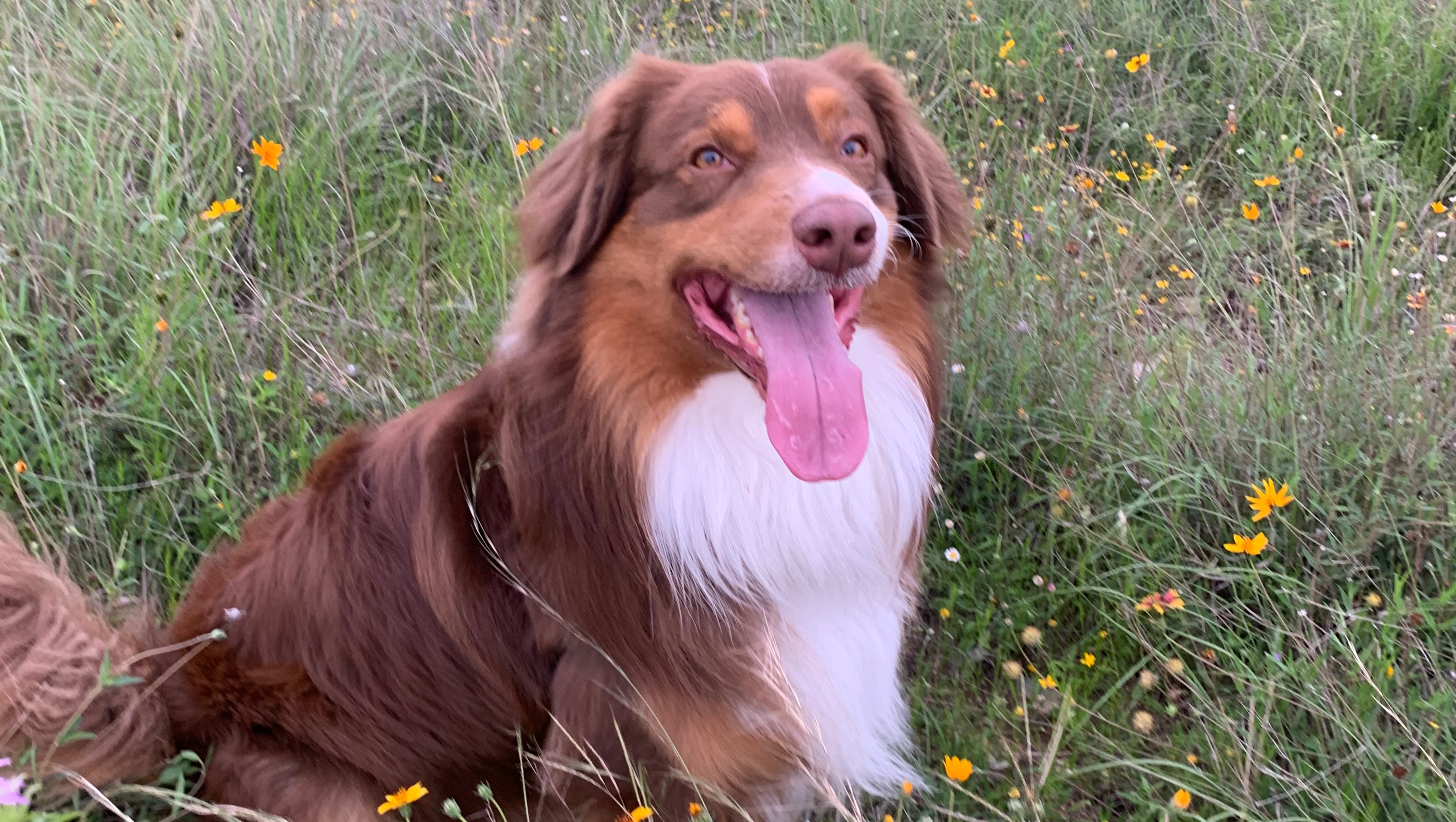Fundraiser by Taylor Pefferkorn : Help Save Cooper's Mobility