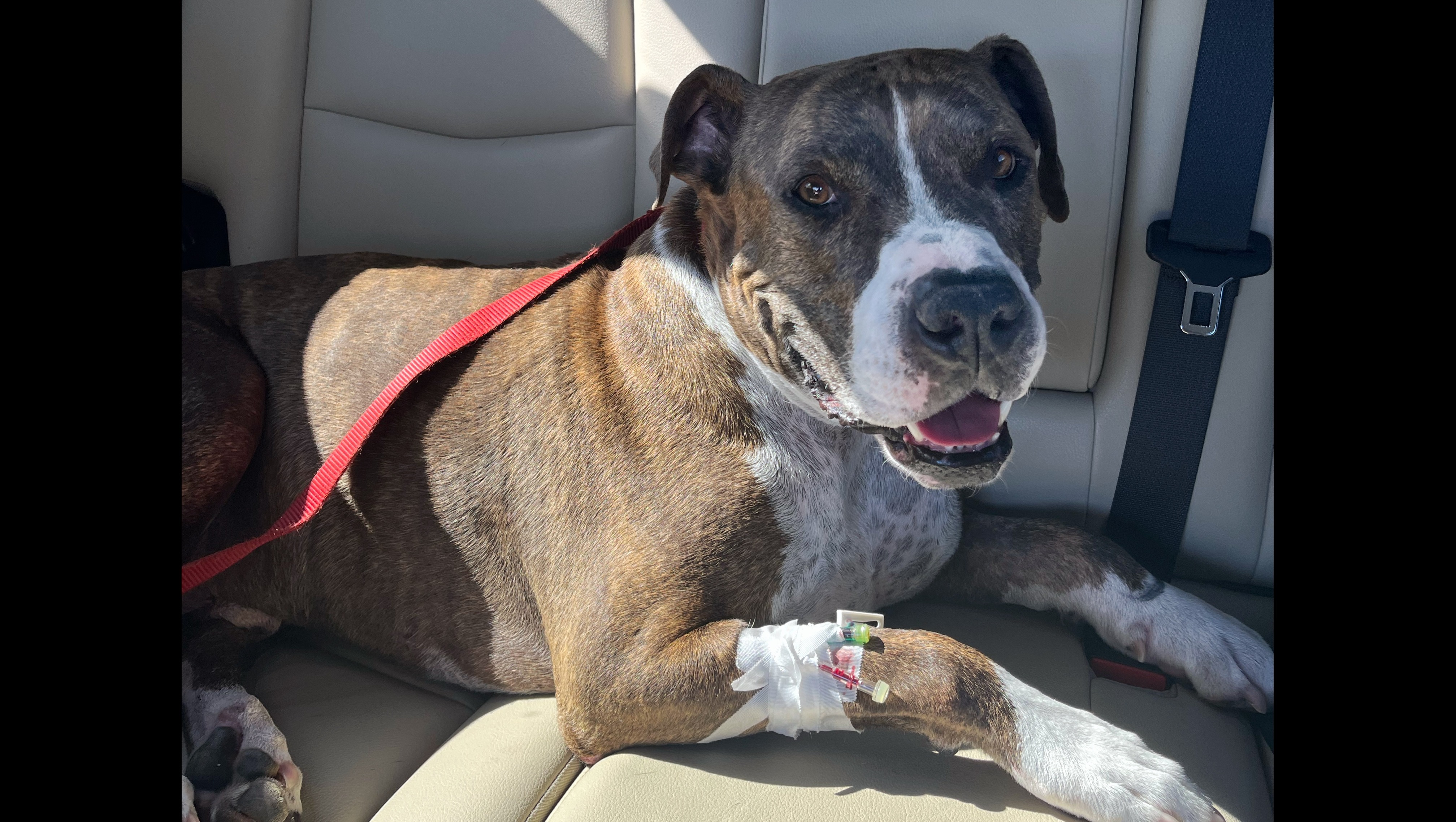 Fundraiser by Brian Semple : My dog Reggie