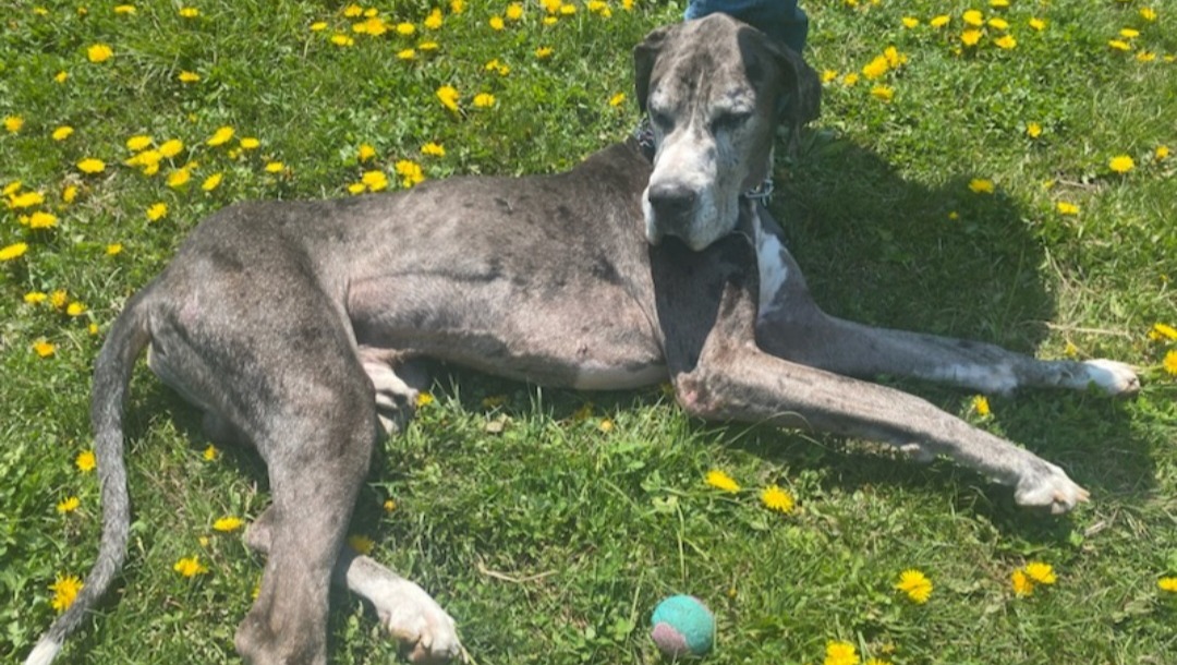 Fundraiser by Tina Plankey : Helping Bo
