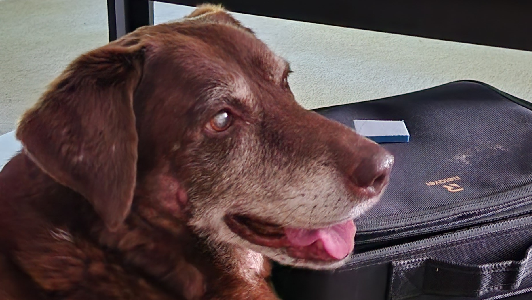 Fundraiser by Brian Appleby : Cola needs emergency care.