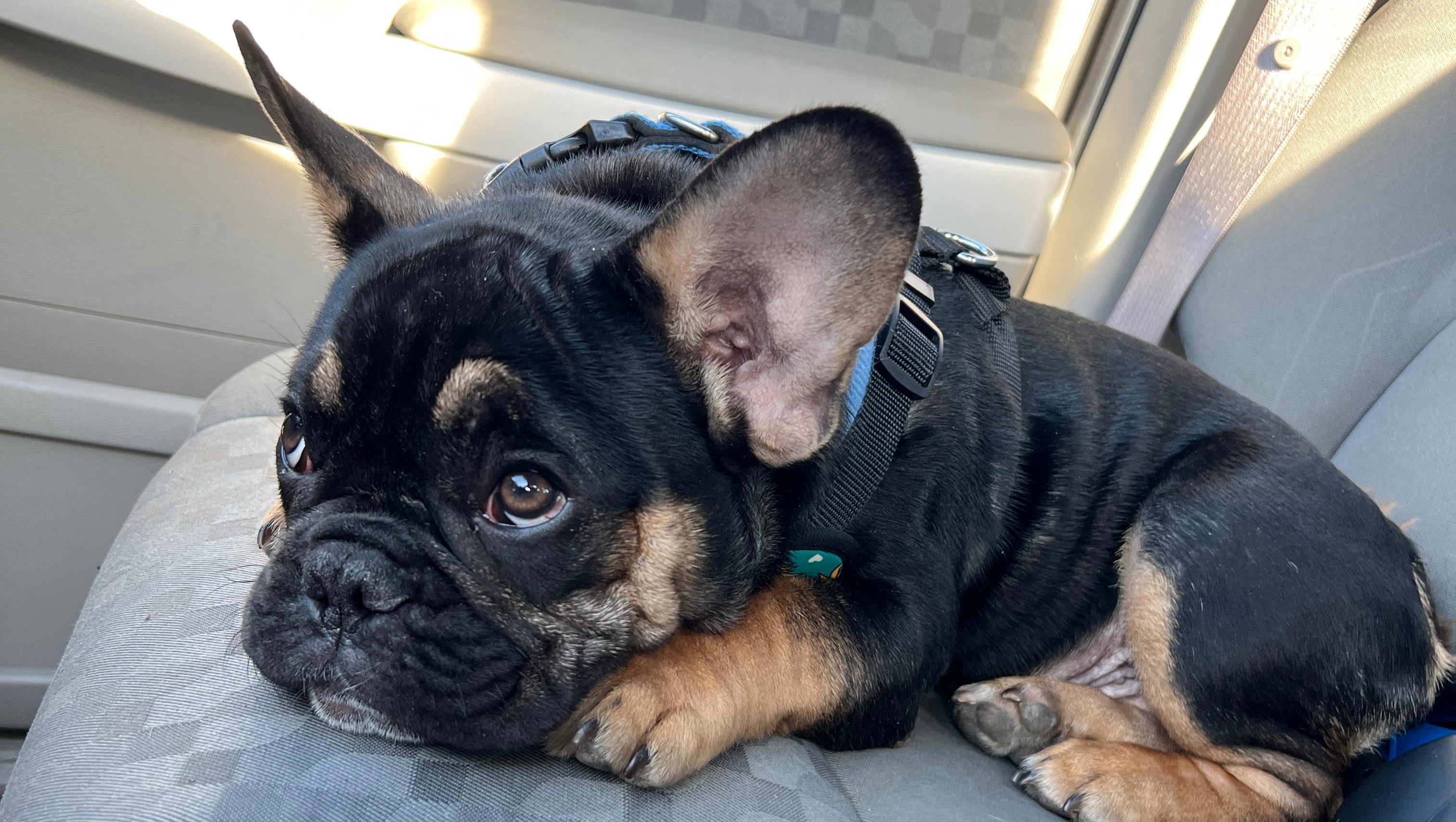 Fundraiser by Lucas Hurst : Chewies leg surgery