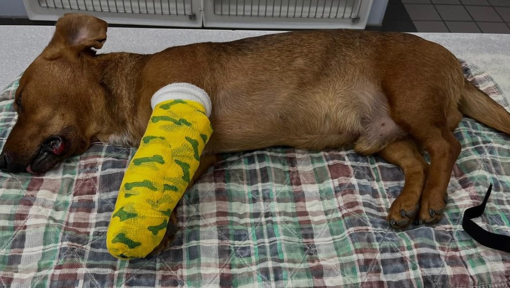 Fundraiser by Lee Ann Thorp : Lake Dog ran over by Truck