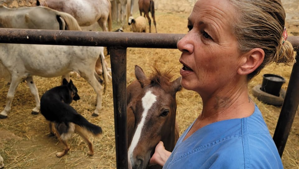 Fundraiser by Joke Van Der Post : Vetcare for the horses at the piramids