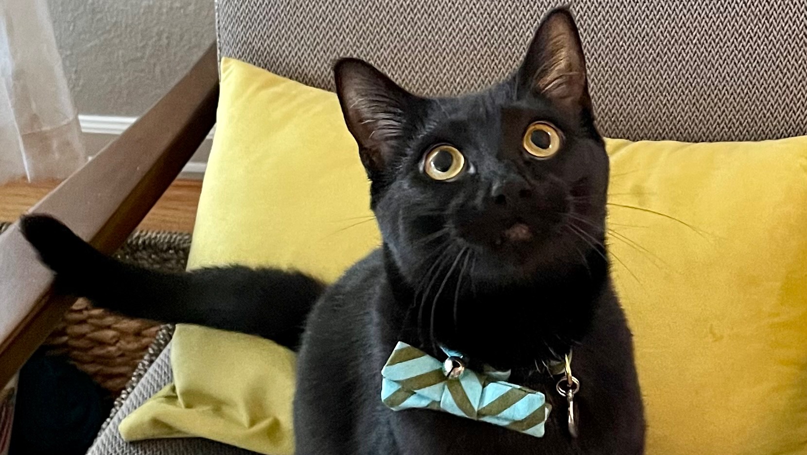 Fundraiser by Jennifer Leber : Please help Badger!!