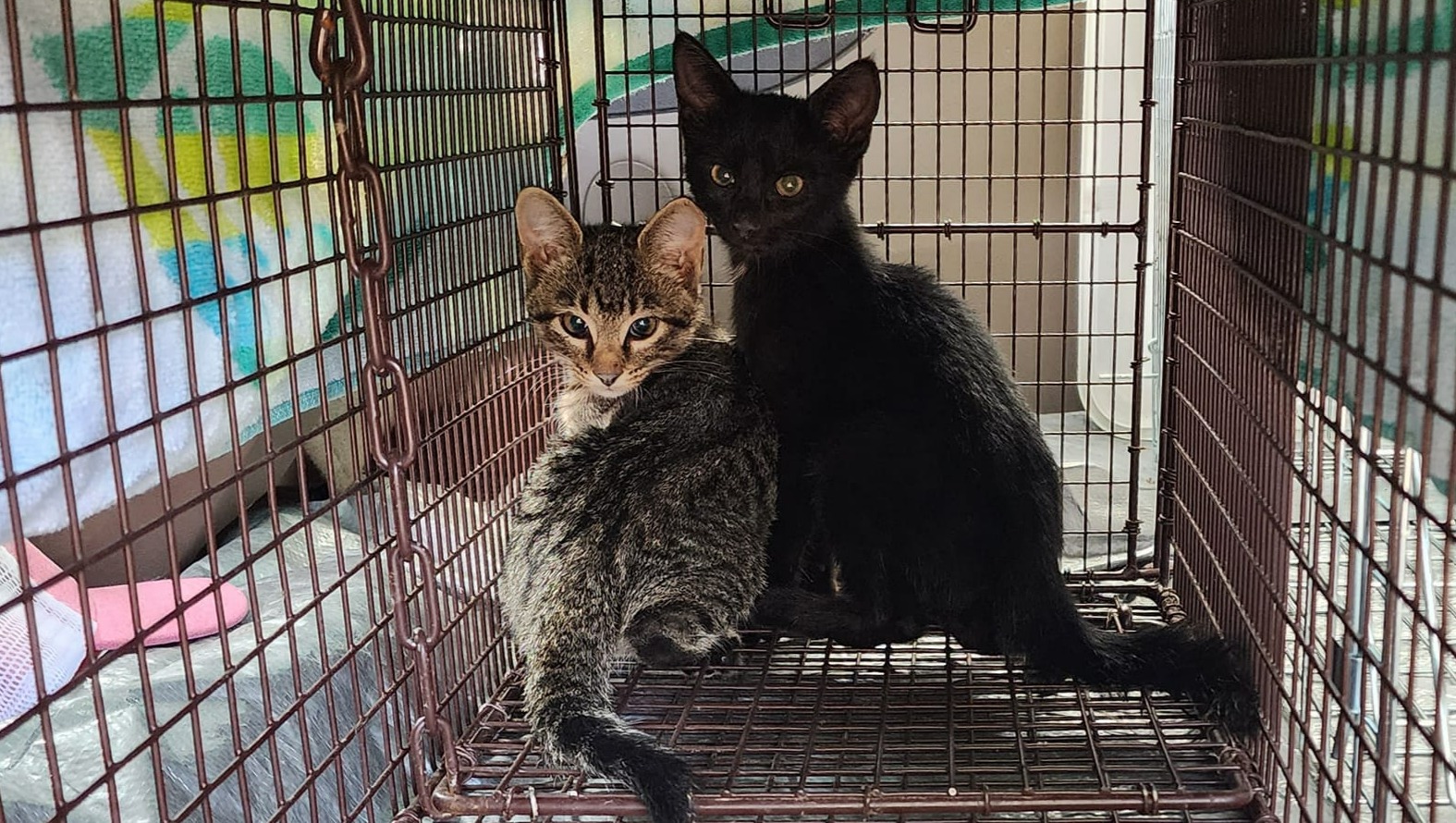 Fundraiser by Christina Byrd : TNR Columbia Cats