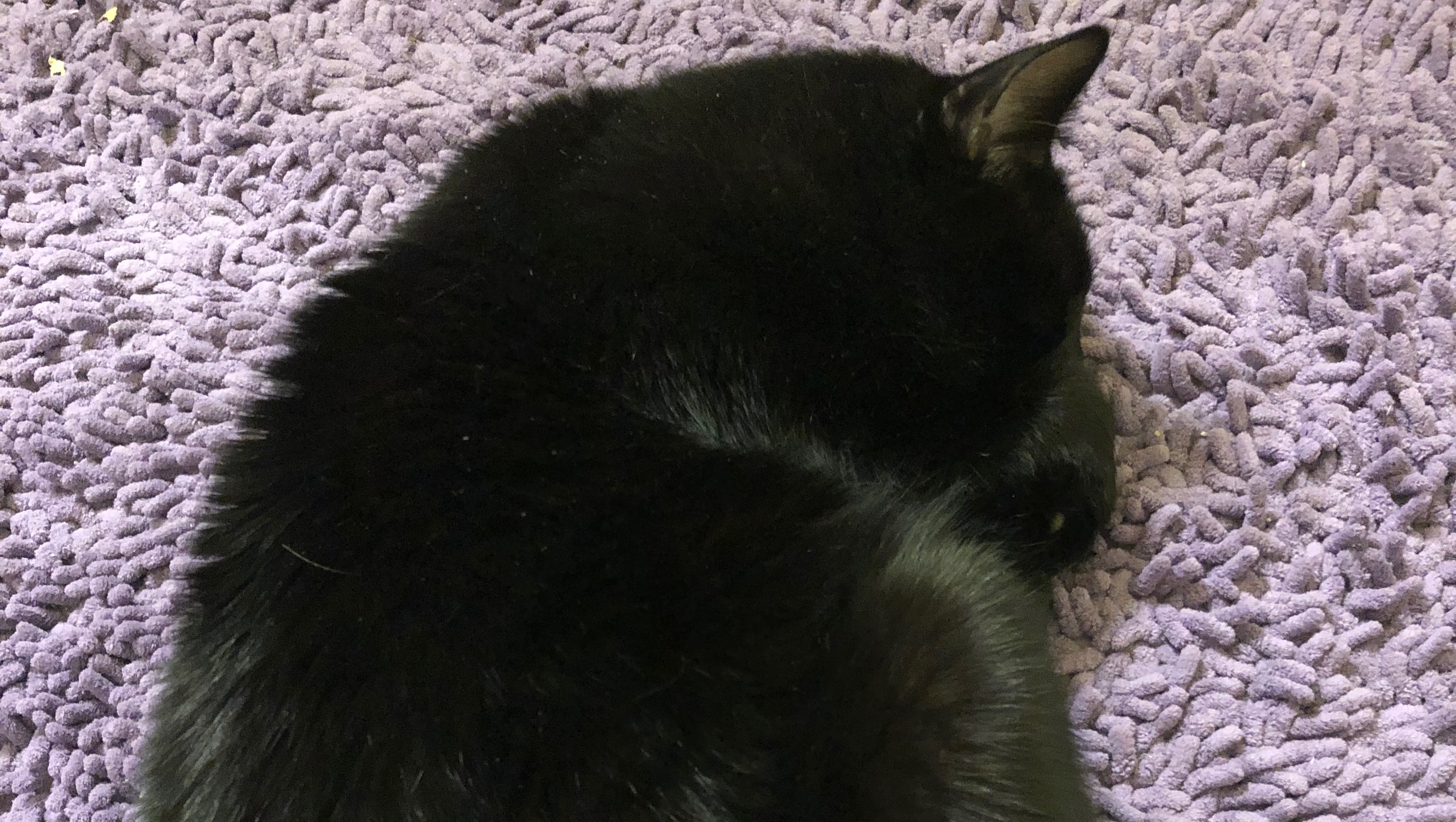 Recaudación de fondos de Andrea Crain: Benji swallowed a sewing needle