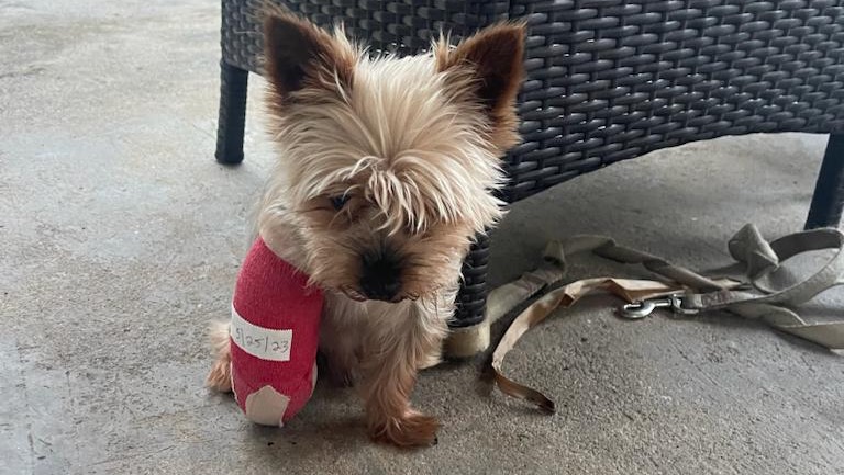 Fundraiser by Casandra Miller : Help cover surgery cost