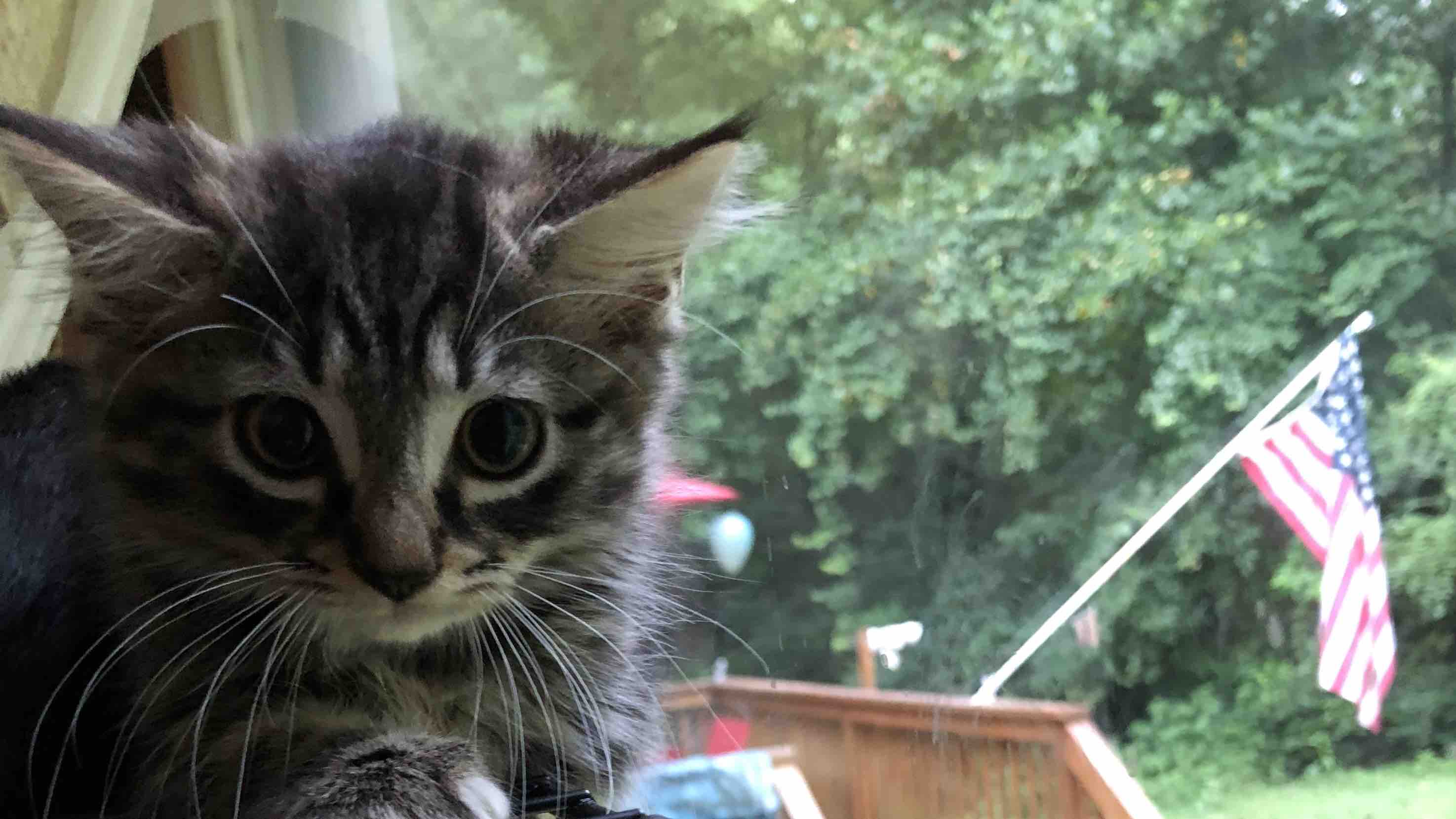 Fundraiser by Patricia Mcdaniel : Pat’s rescue fund for ferals