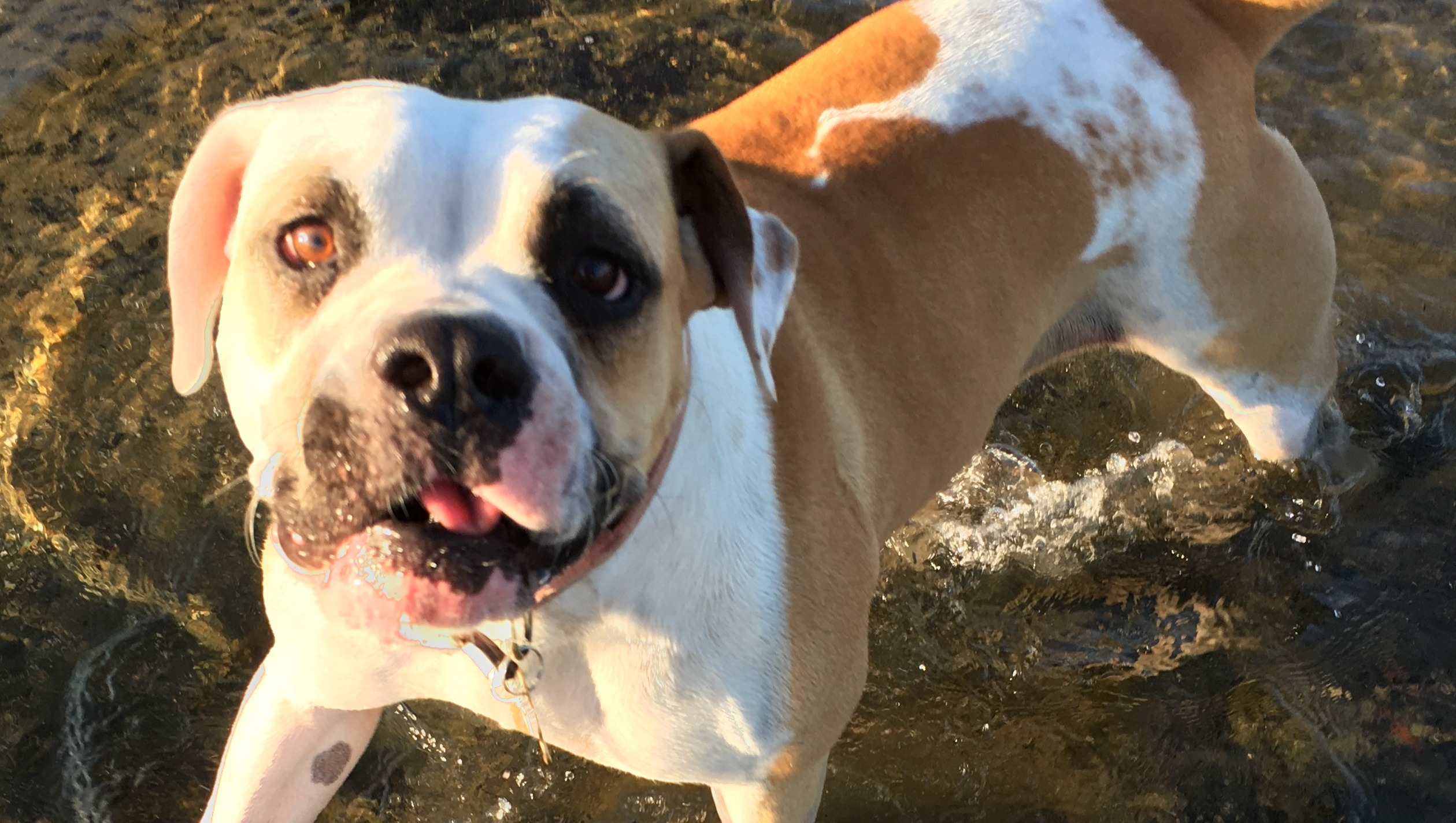 Fundraiser by Grant Richards : Bring Chilli Home