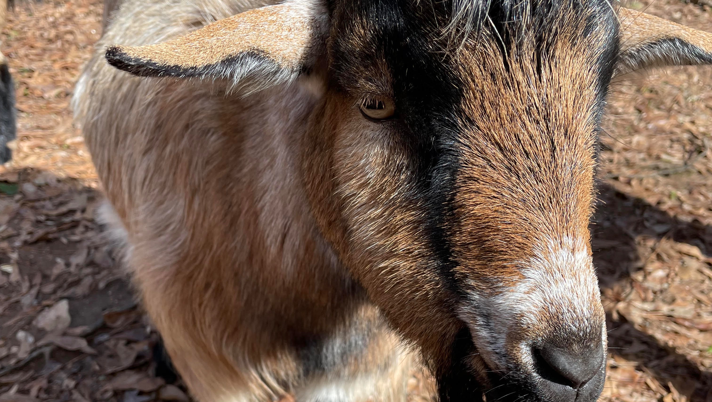 Fundraiser by Abby Redmond : Help Our Giving Garden help our goat Lupin