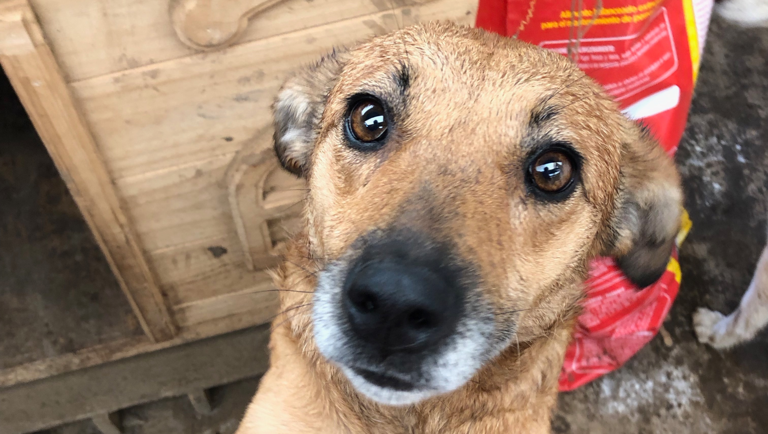 Fundraiser by Monique Schaulis : Help Save Dogs in Guatemala