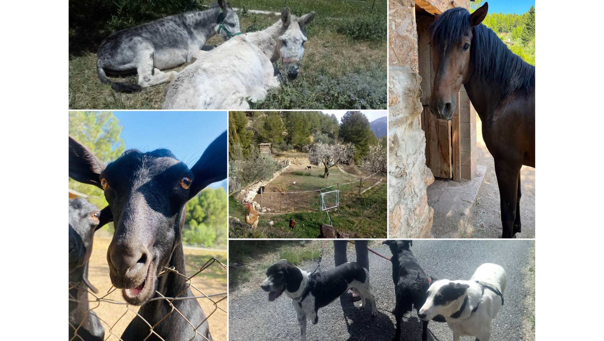 Fundraiser by T.A.S. La Barraka Animalista : Agua y pasto para los ...