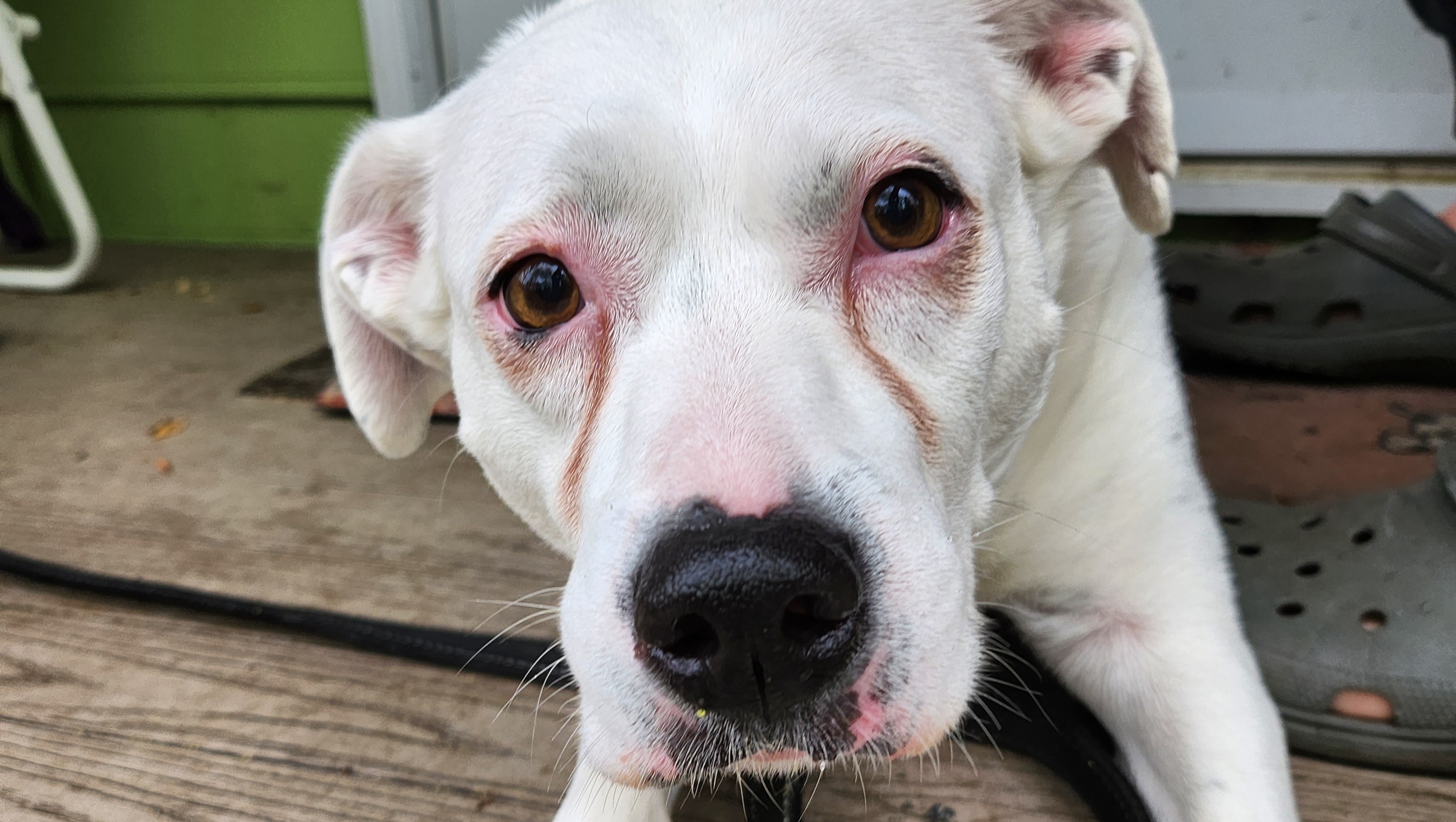 Fundraiser by Hannah Fuqua : Domino's Cancer Treatment