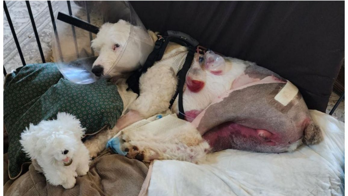 Fundraiser by Joseph Mainolfi : Benji Emergency Care