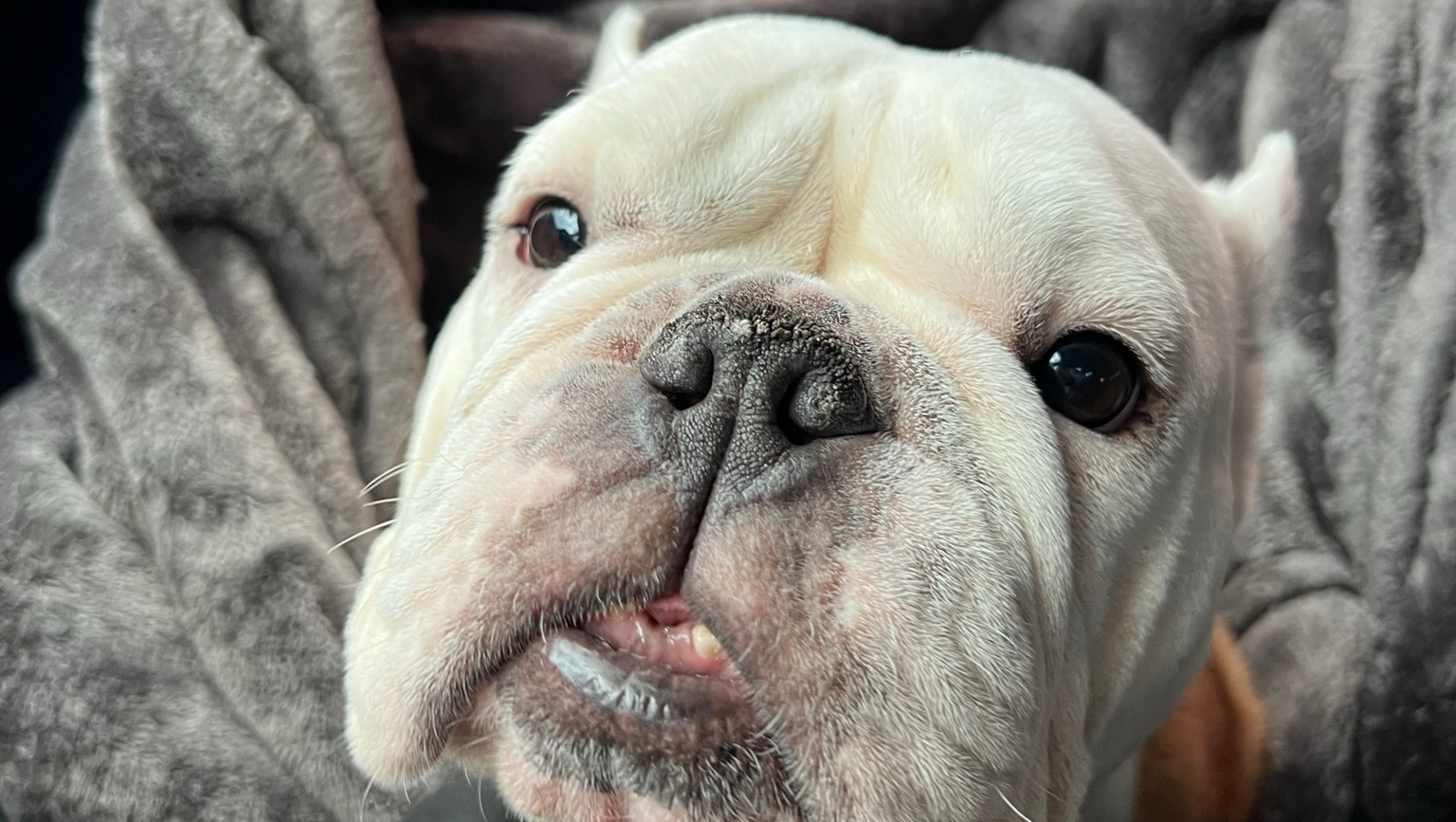 Fundraiser by Chandra Morris : Lil Mama’s Emergency Medical and Surgery ...