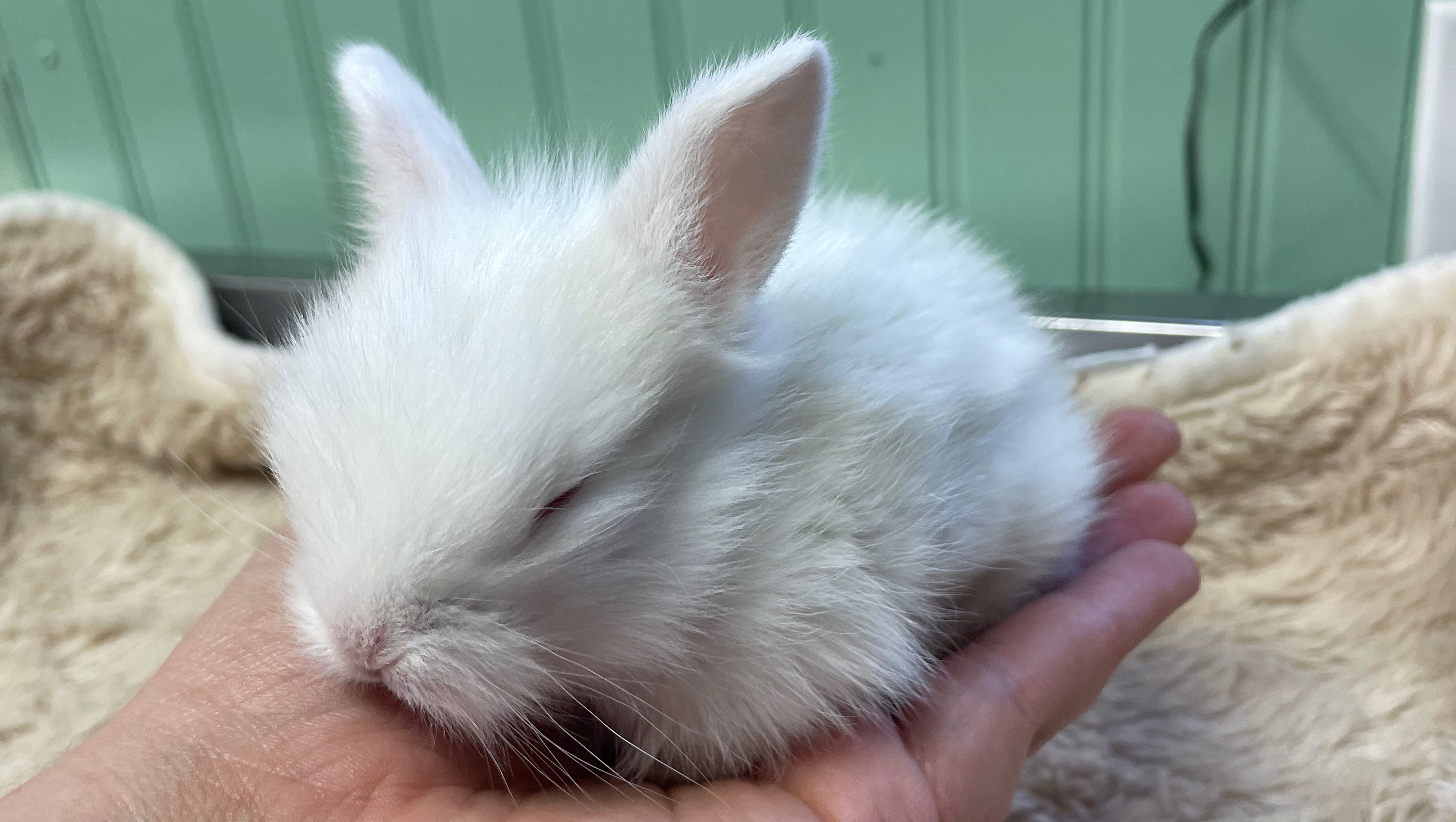 Fundraiser by Jessica Lauffer : Help 16 rabbits and babies with Vet ...