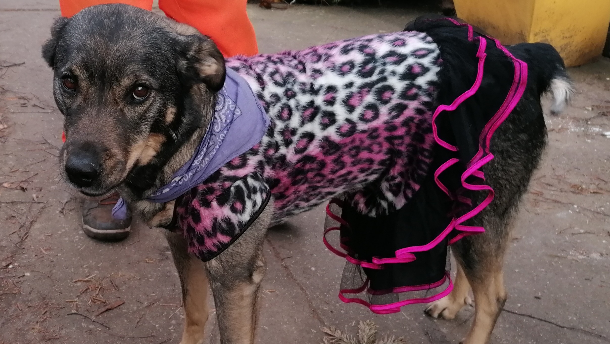 Fundraiser by Daryll Napier : Support Milo on the Path to Recovery!