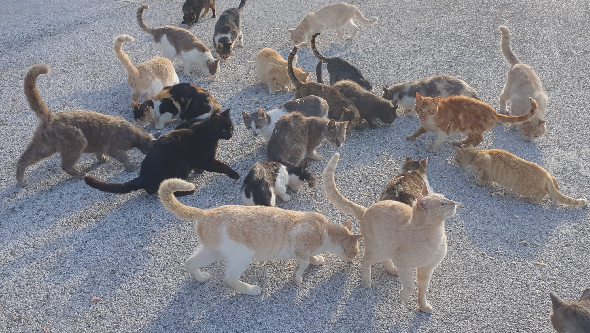 Fundraiser by Andrea Perl : Neutering of 70 stray cats and treating the ...