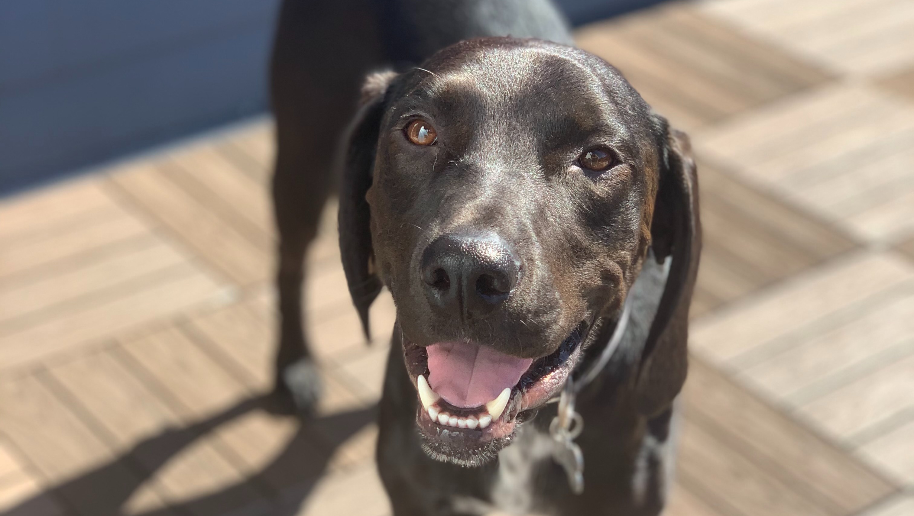 Fundraiser by Haylie Riner : Donate to Bo's IVDD (disc disease) Surgery