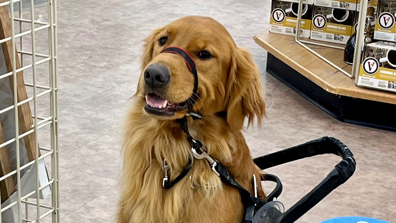 Fundraiser by Jennifer Boyle : Mobility service dog Colby for ...