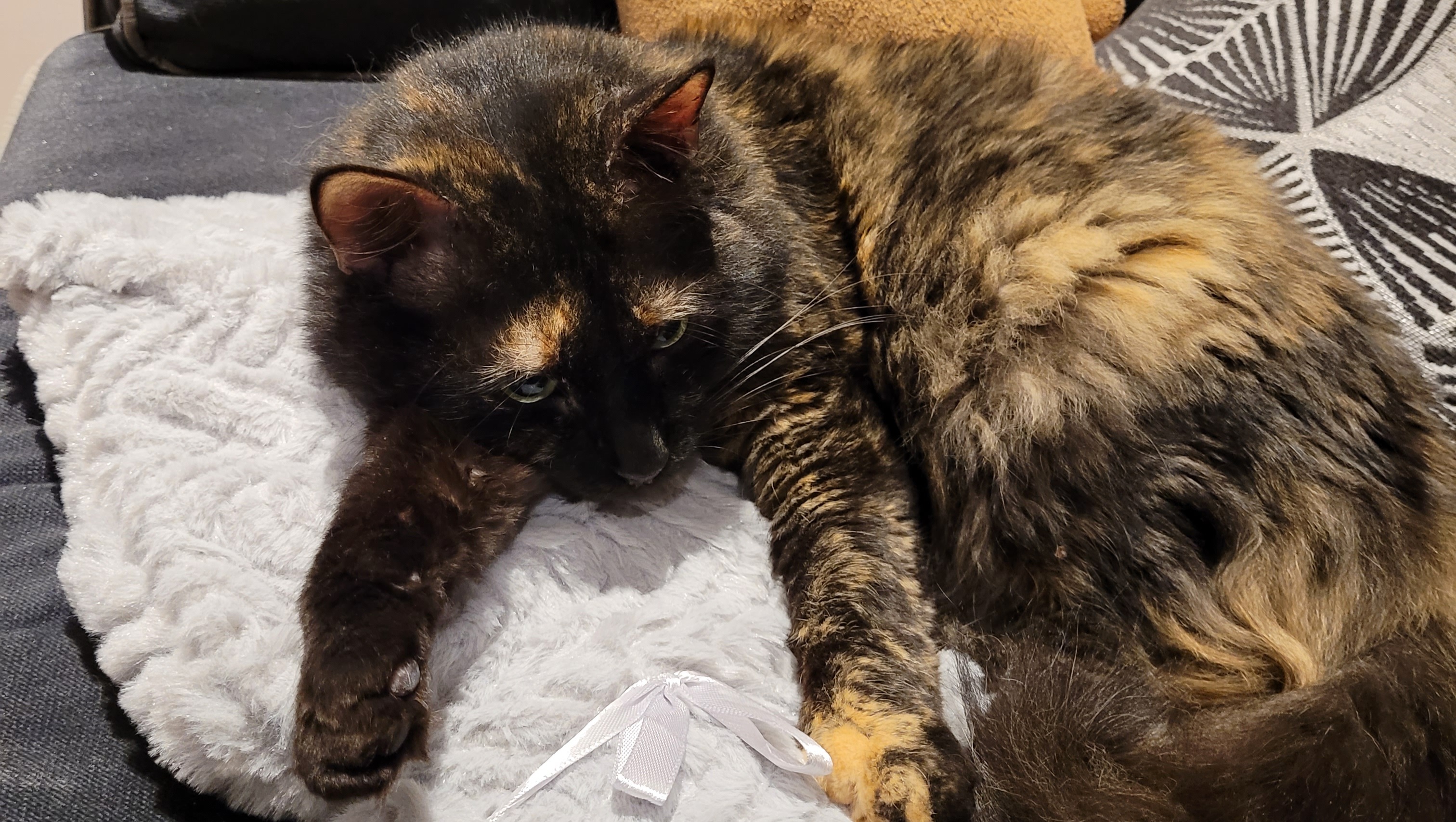 Fundraiser by Eleonora Traina : Tamarind's Total Ear Canal Ablation Surgery