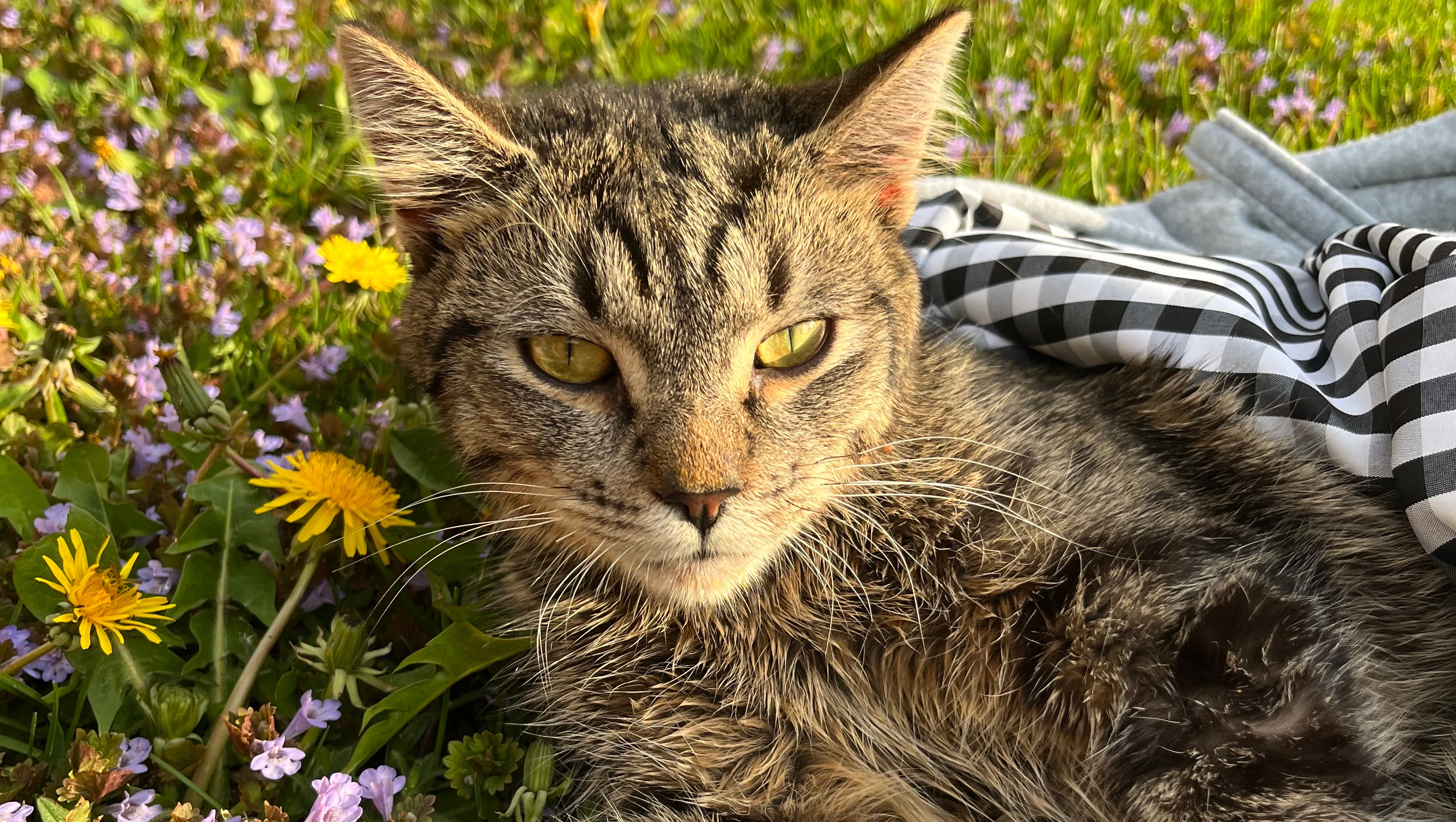 Fundraiser by Marissa Bird : Duncan’s Medical Fund