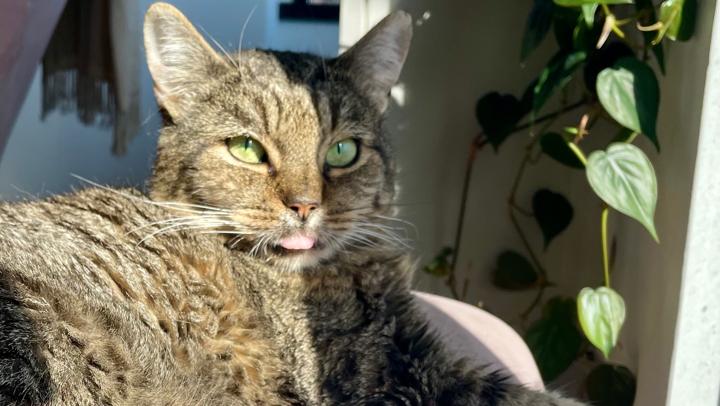 Fundraiser by Pablo Ramirez : Our cat, Bagel, needs your help!