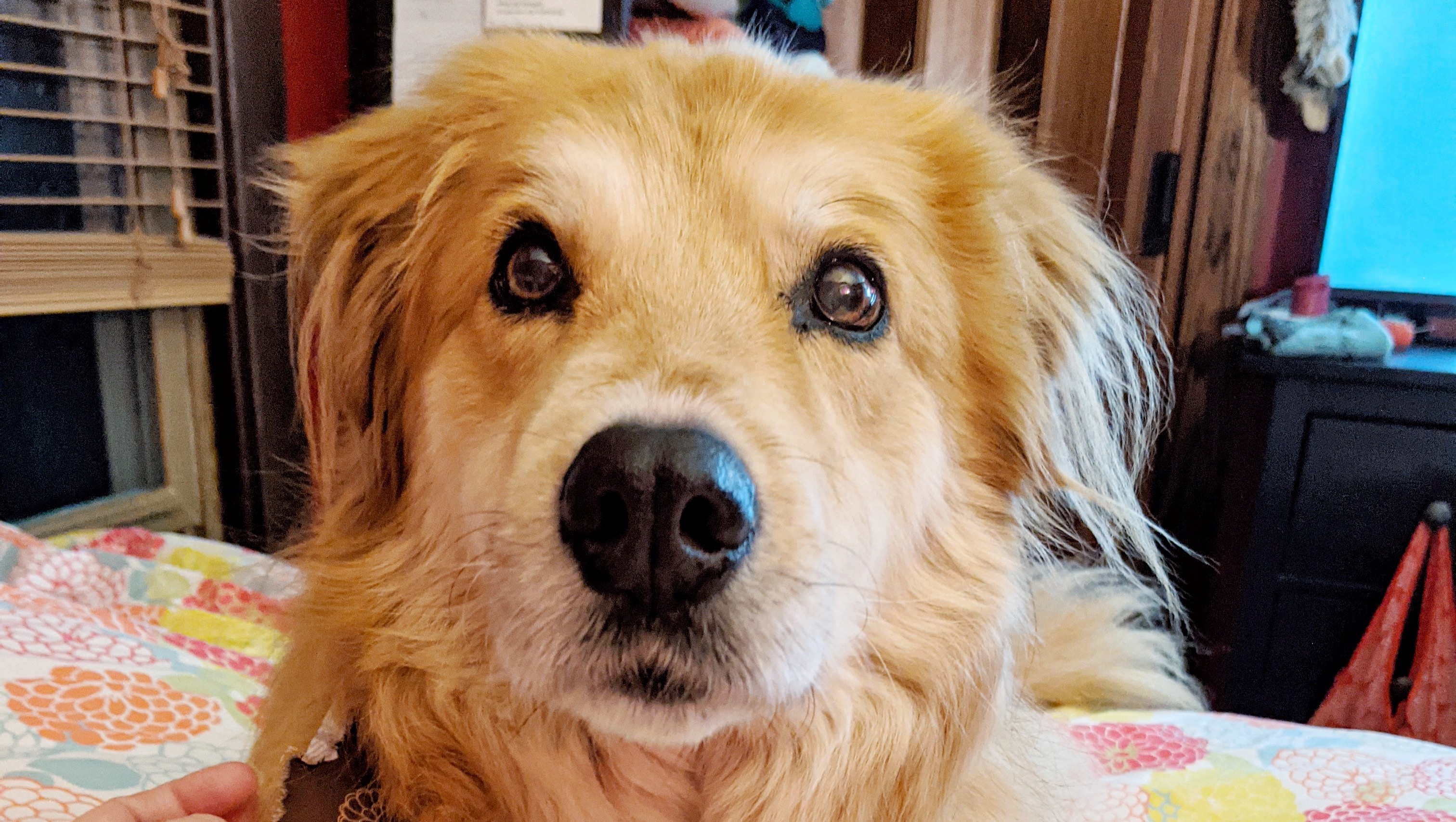 Fundraiser for Rebecca Weger by Raven Edgewalker : Support for For Vet ...