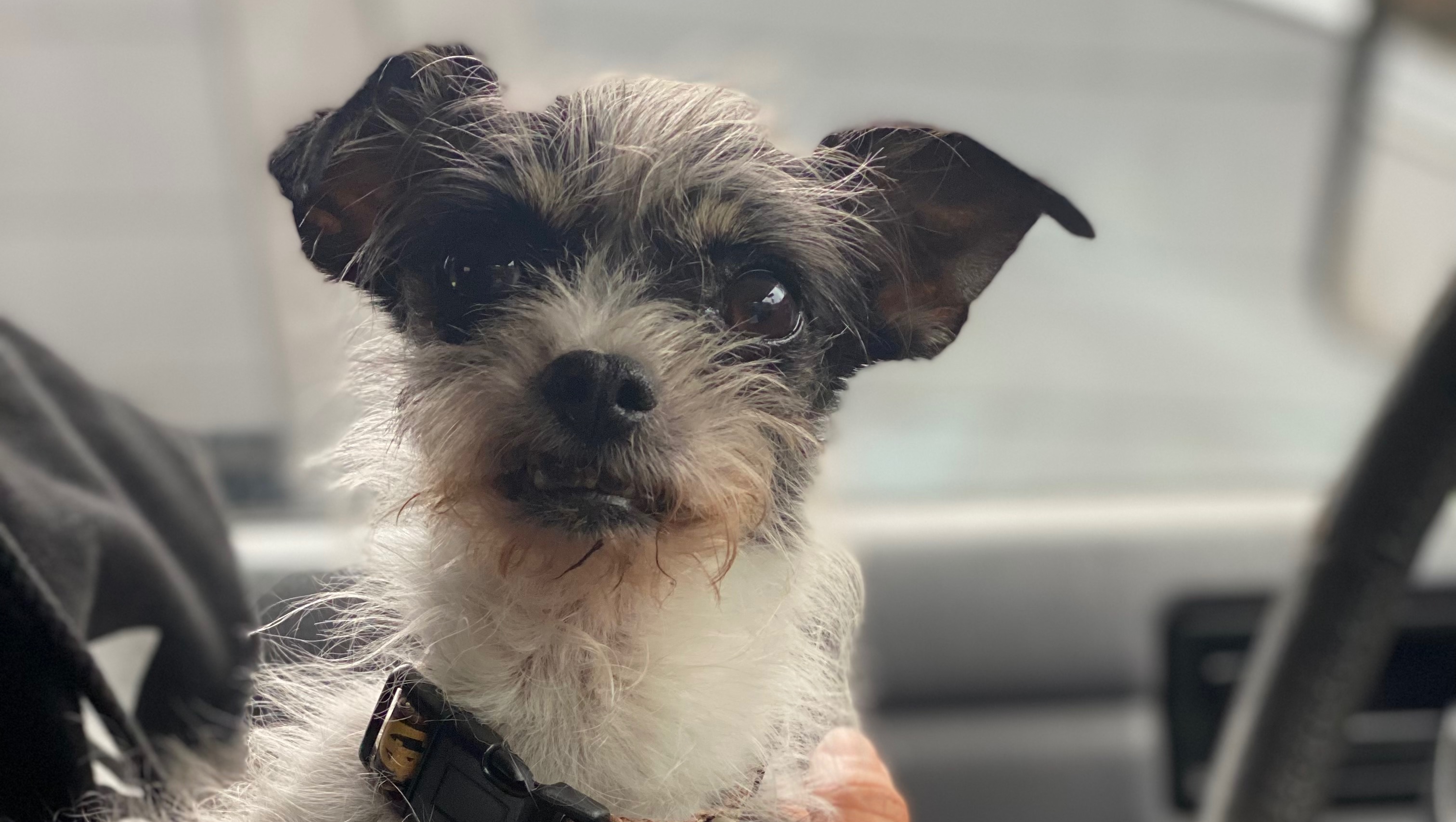 Fundraiser by Angel Melanson : Ookie’s Life-Saving Surgery