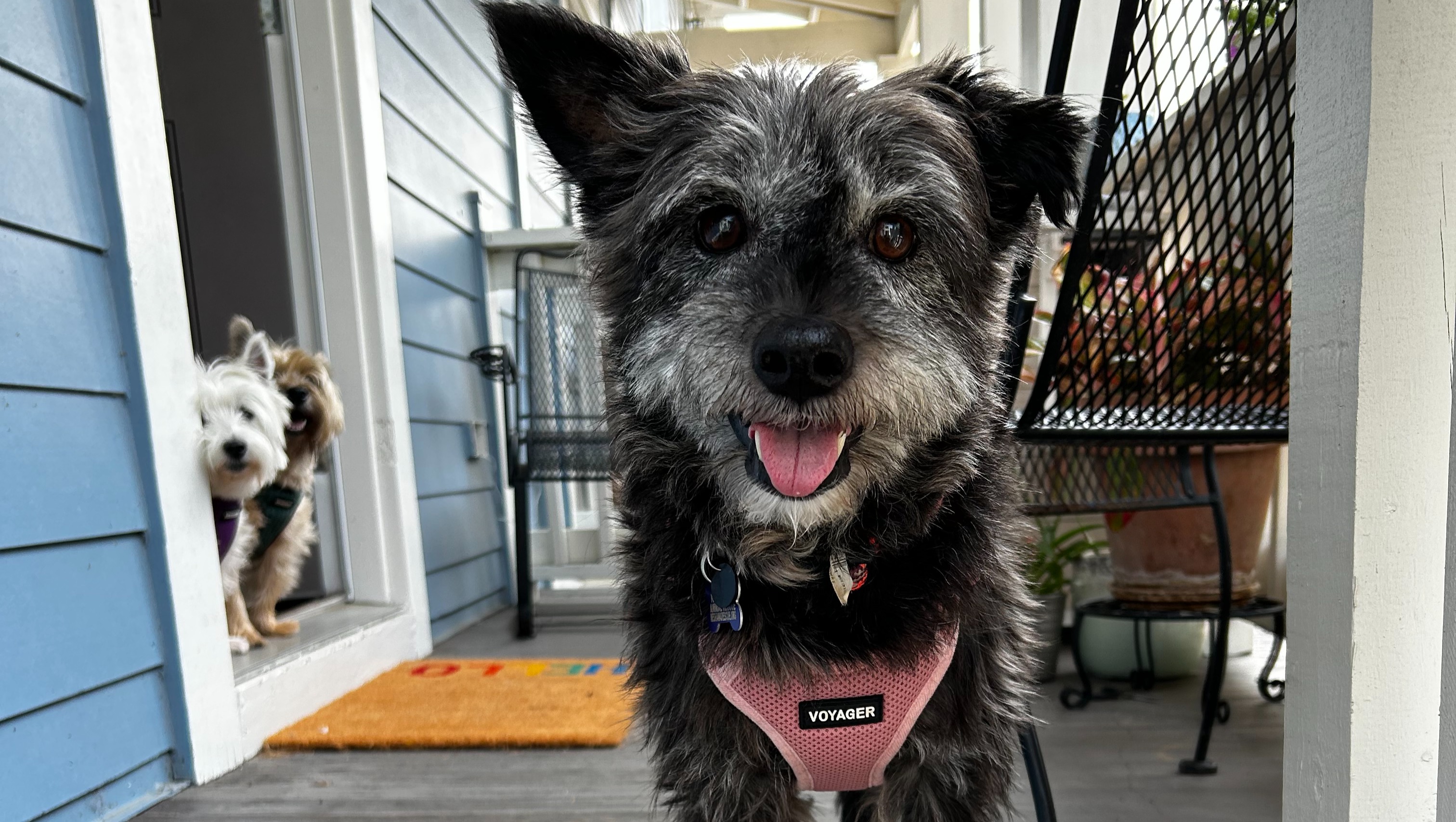 Fundraiser by Allison Tayloe : Help my Foster dog see!