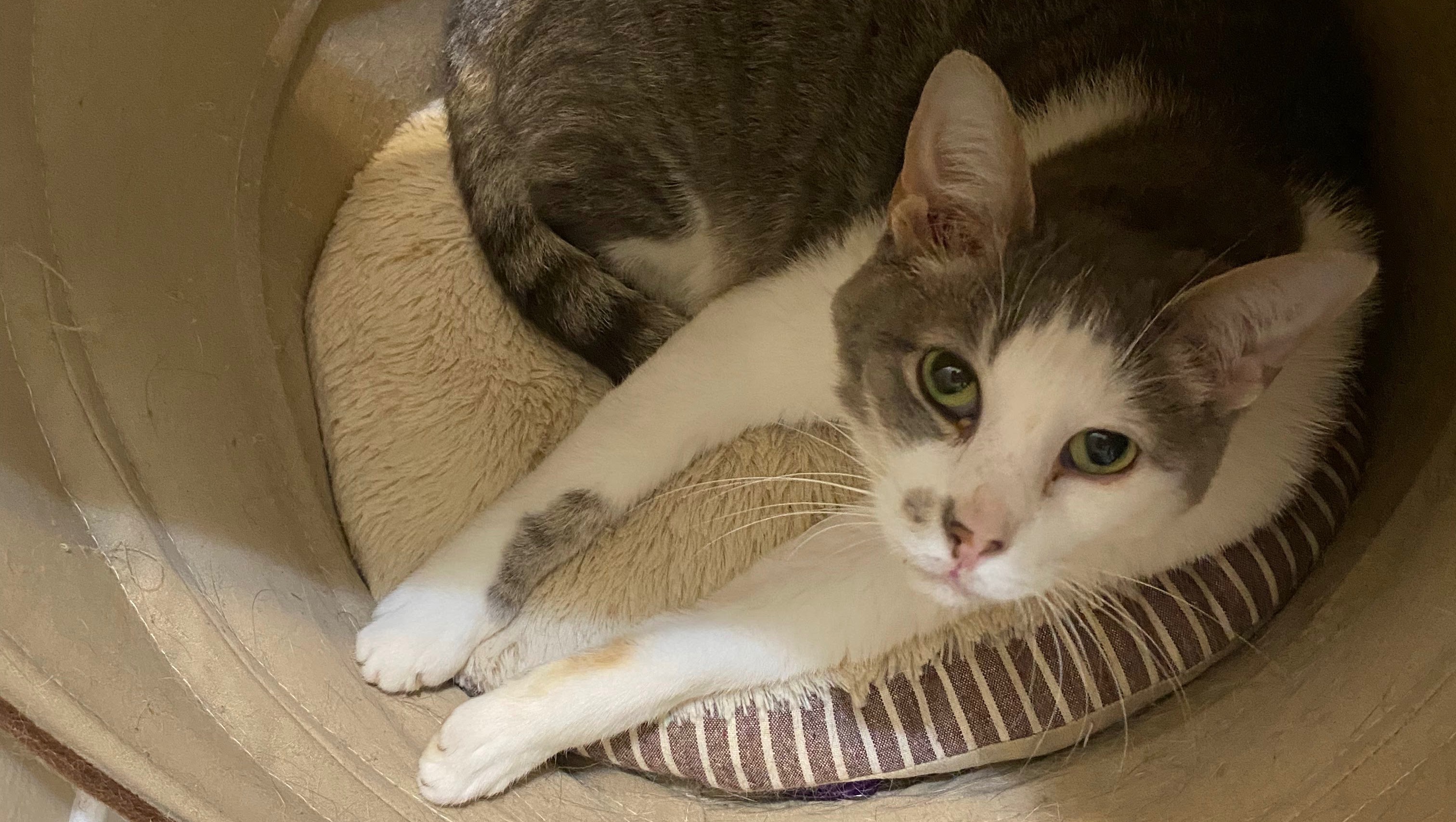 Fundraiser by Susan Patricia : HELP KITTY EAT WITHOUT PAIN