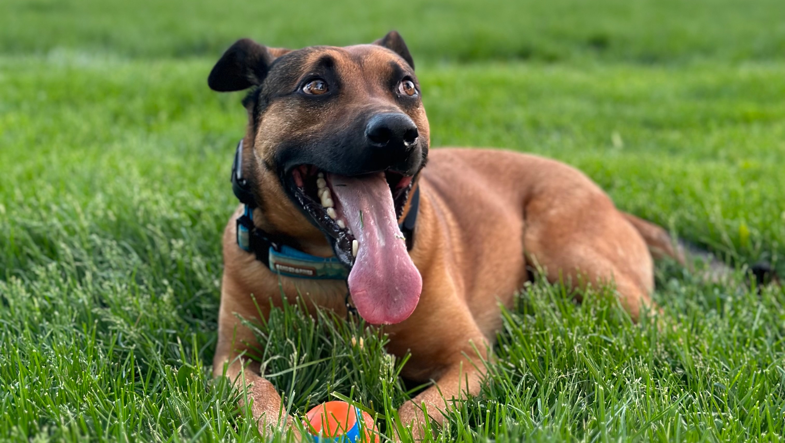 Fundraiser by Ari Mason : Help Scoob run again
