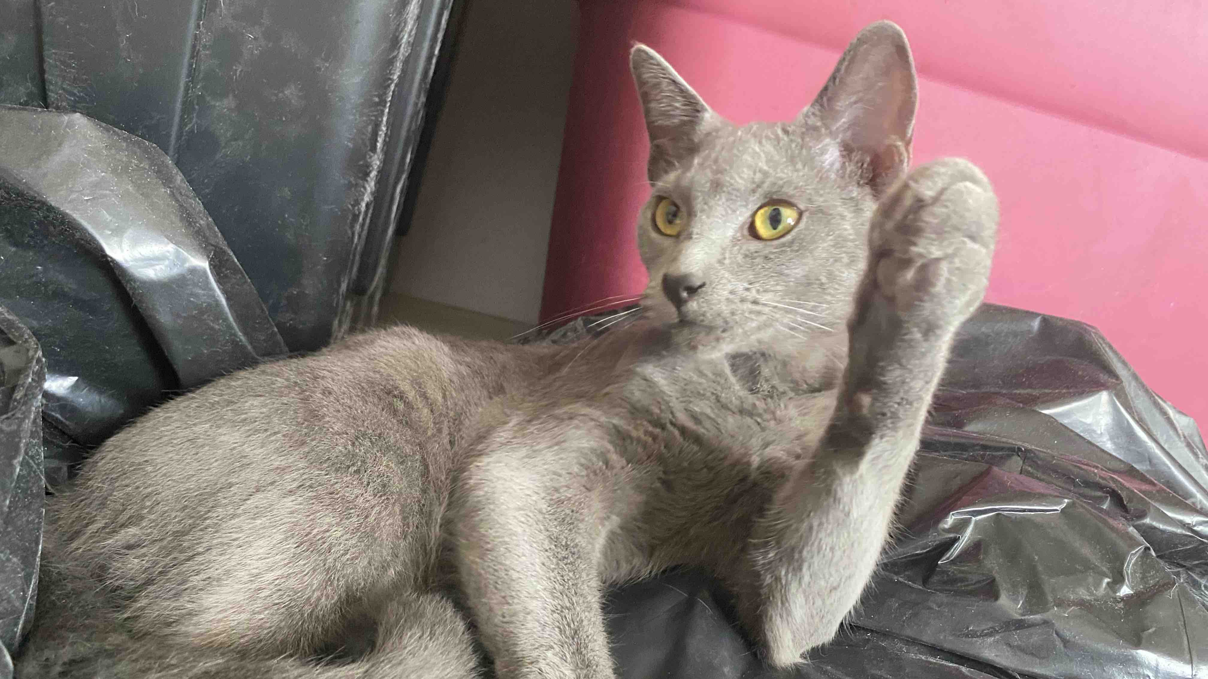 Fundraiser by Nichole Rhymes : Beans FIP Treatment